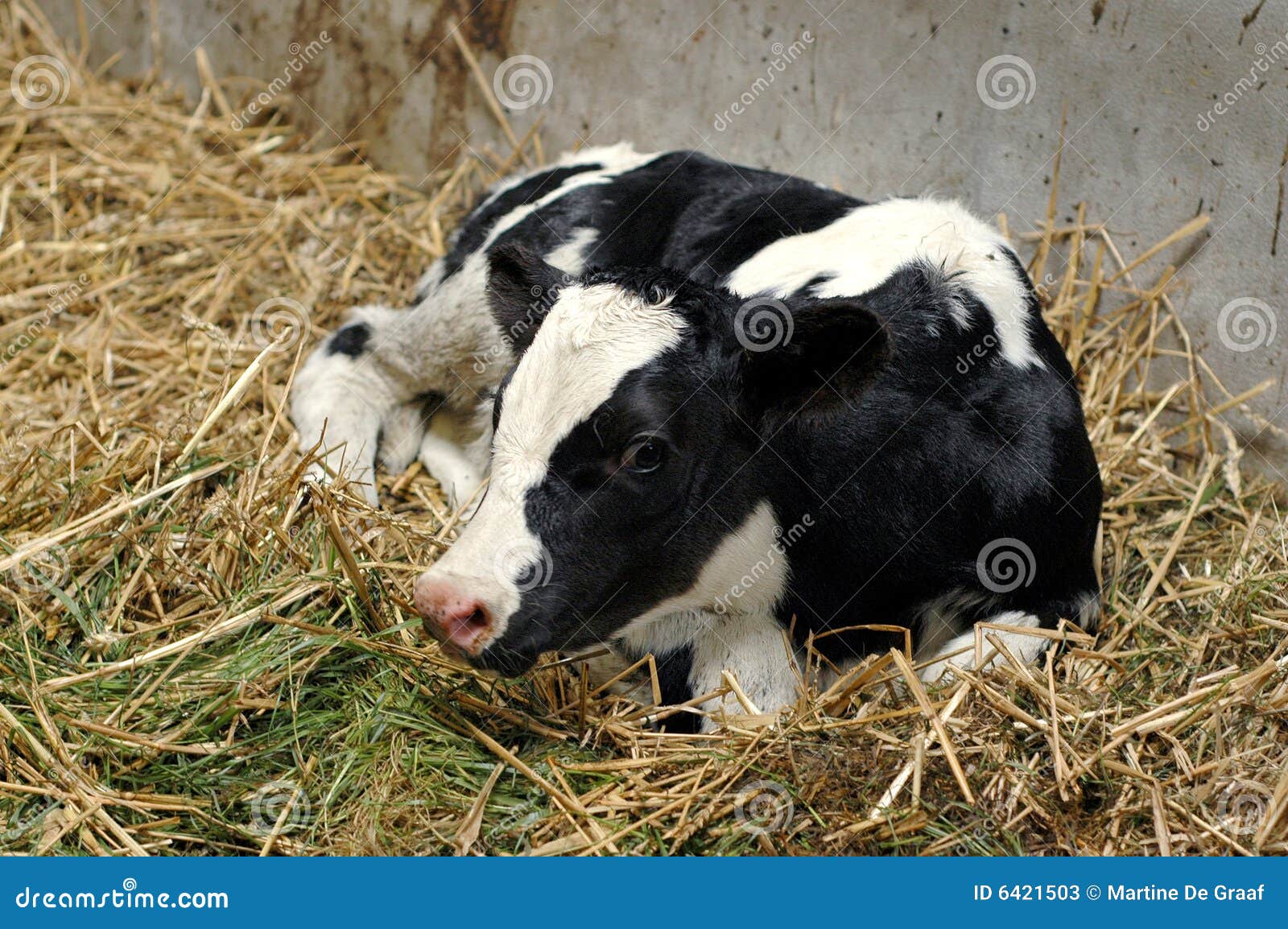 Newborn Calf in Hay stock image. Image of newborn, cattle - 6421503
