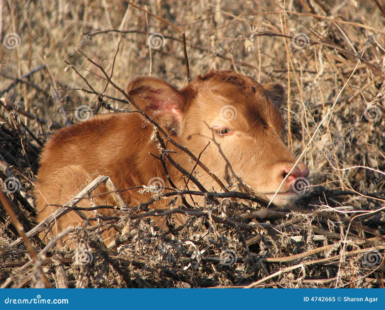 Newborn Calf Laying Down stock image. Image of calf, livestock - 4742665