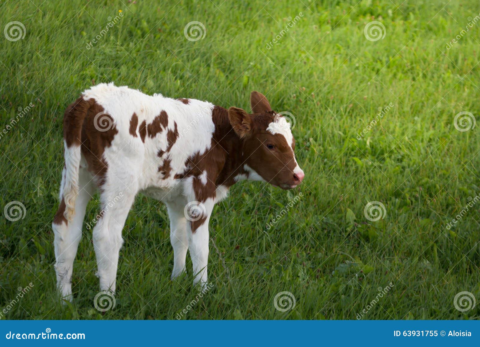 Newborn calf stock image. Image of taurus, animal, calf - 63931755