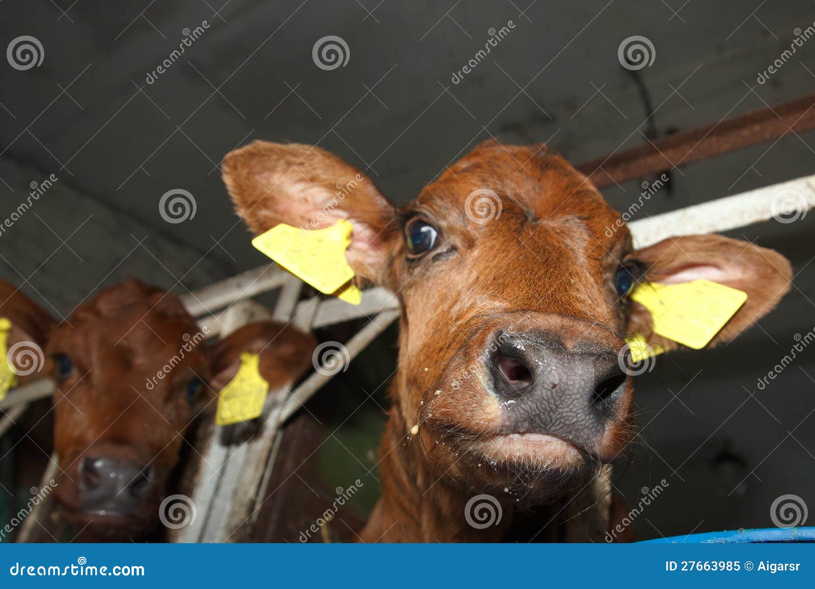 253 Newborn Calf Nose Photos - Free & Royalty-Free Stock Photos from ...