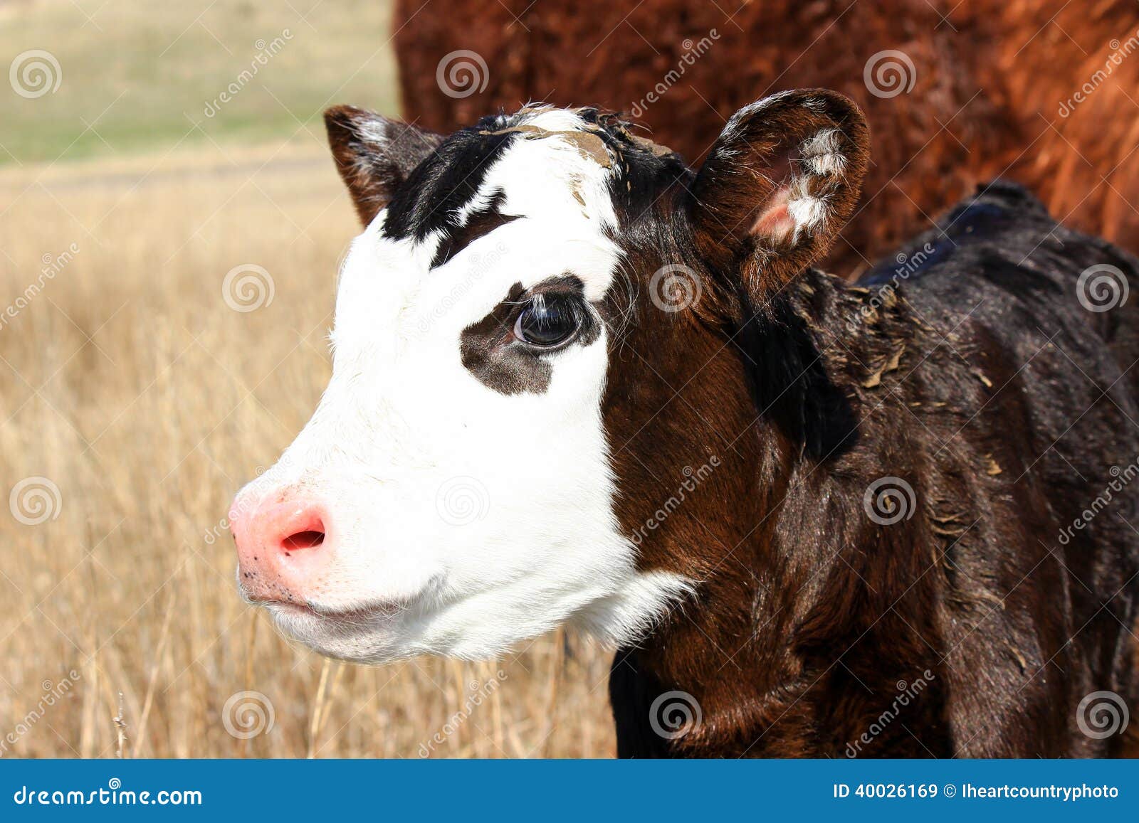Newborn Calf Portrait stock image. Image of calf, animal - 40026169