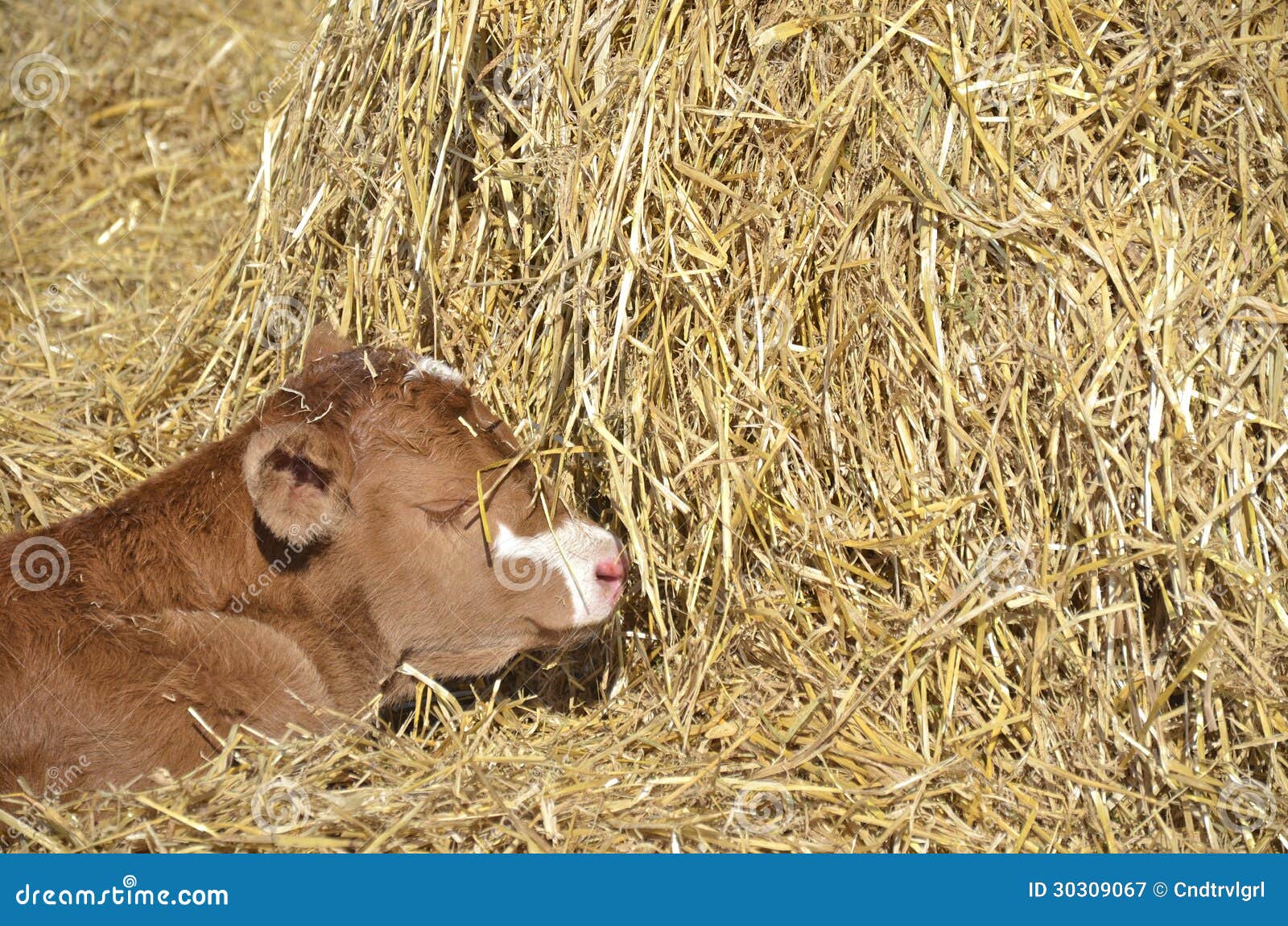 Calf Resting in the Sunshine Stock Image - Image of livestock, spring ...