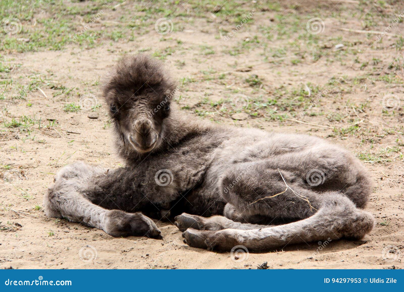 Newborn camel stock image. Image of domestic, animals - 94297953