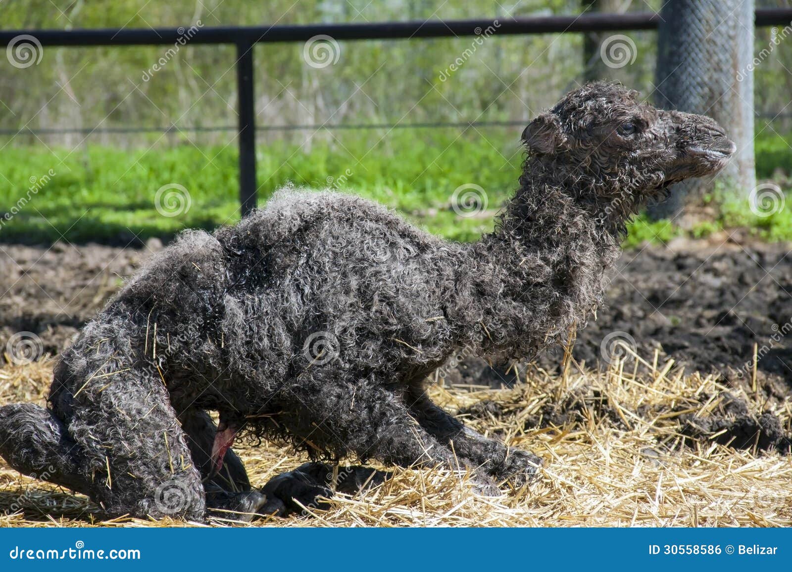 Newborn camel stock photo. Image of twohumped, newborn - 30558586