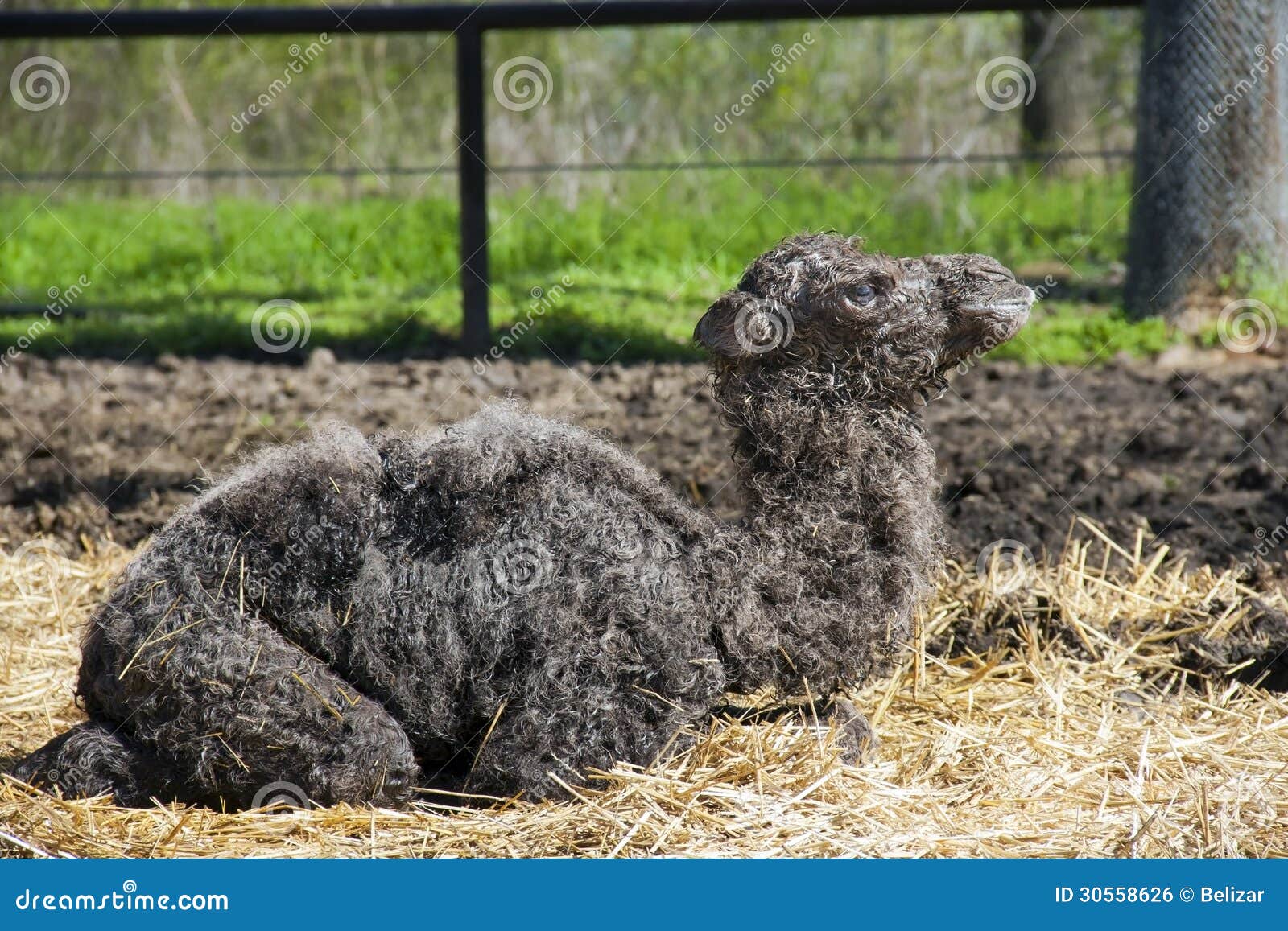 Newborn camel stock photo. Image of camel, asian, born - 30558626