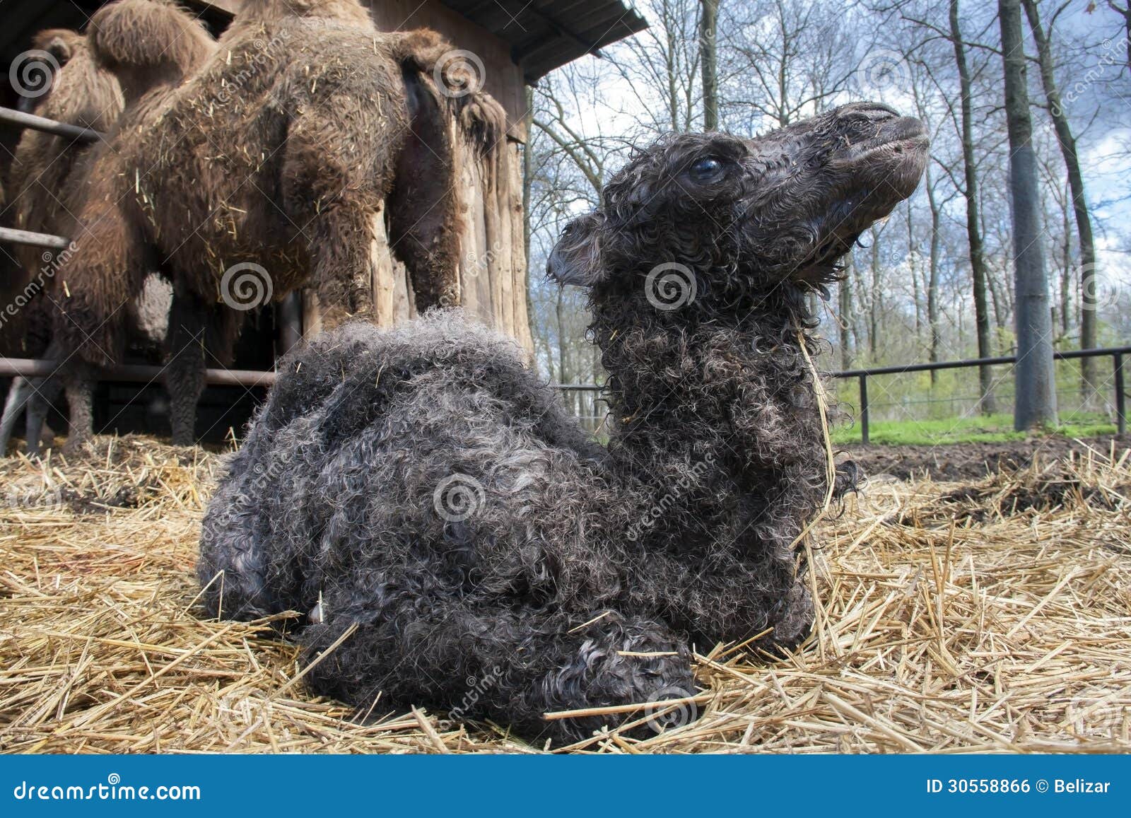 Newborn camel stock photo. Image of calf, birth, bactrian - 30558866