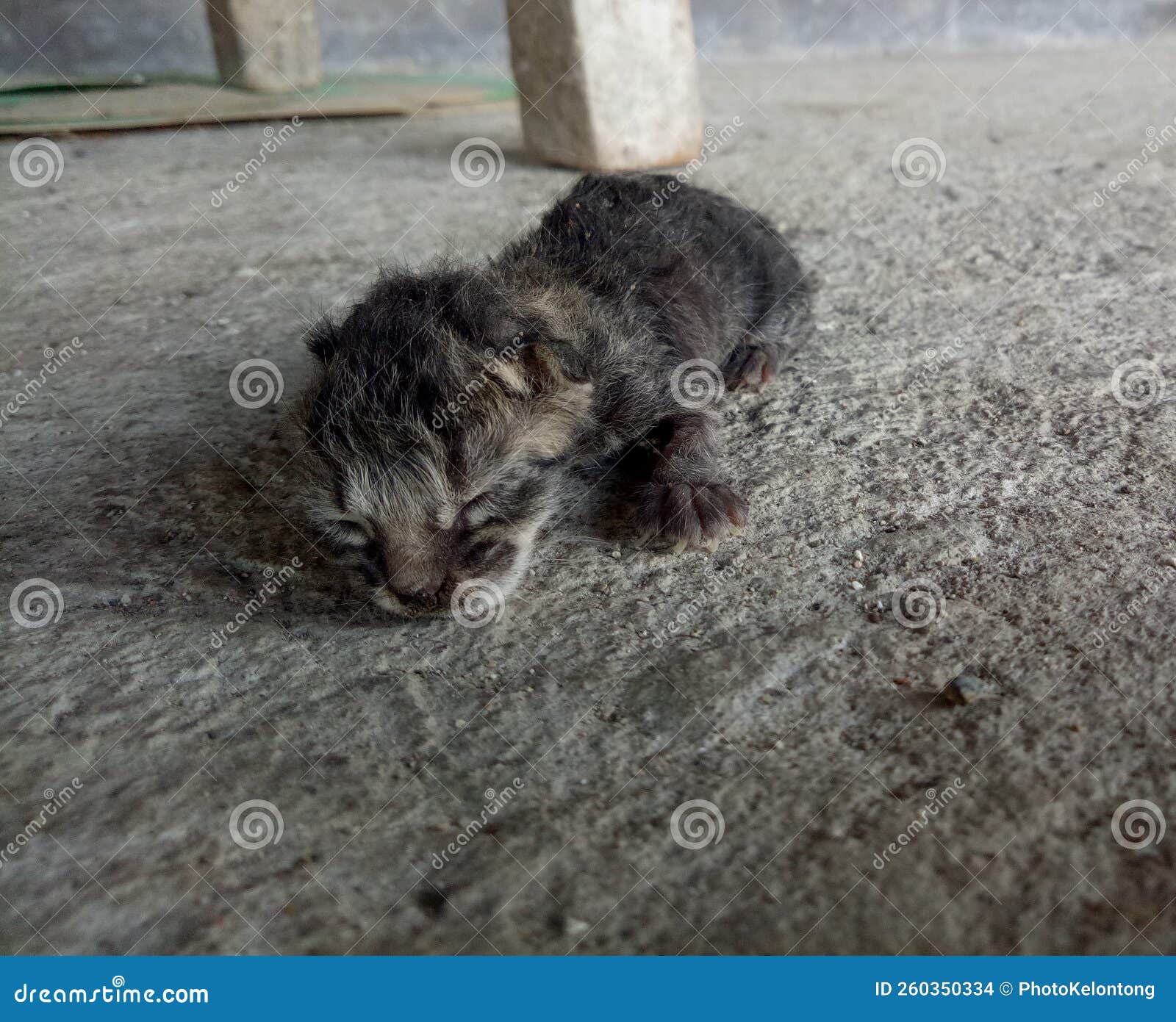 Newborn Cat. Baby Cat Trying To Learn To Walk Stock Photo - Image of ...
