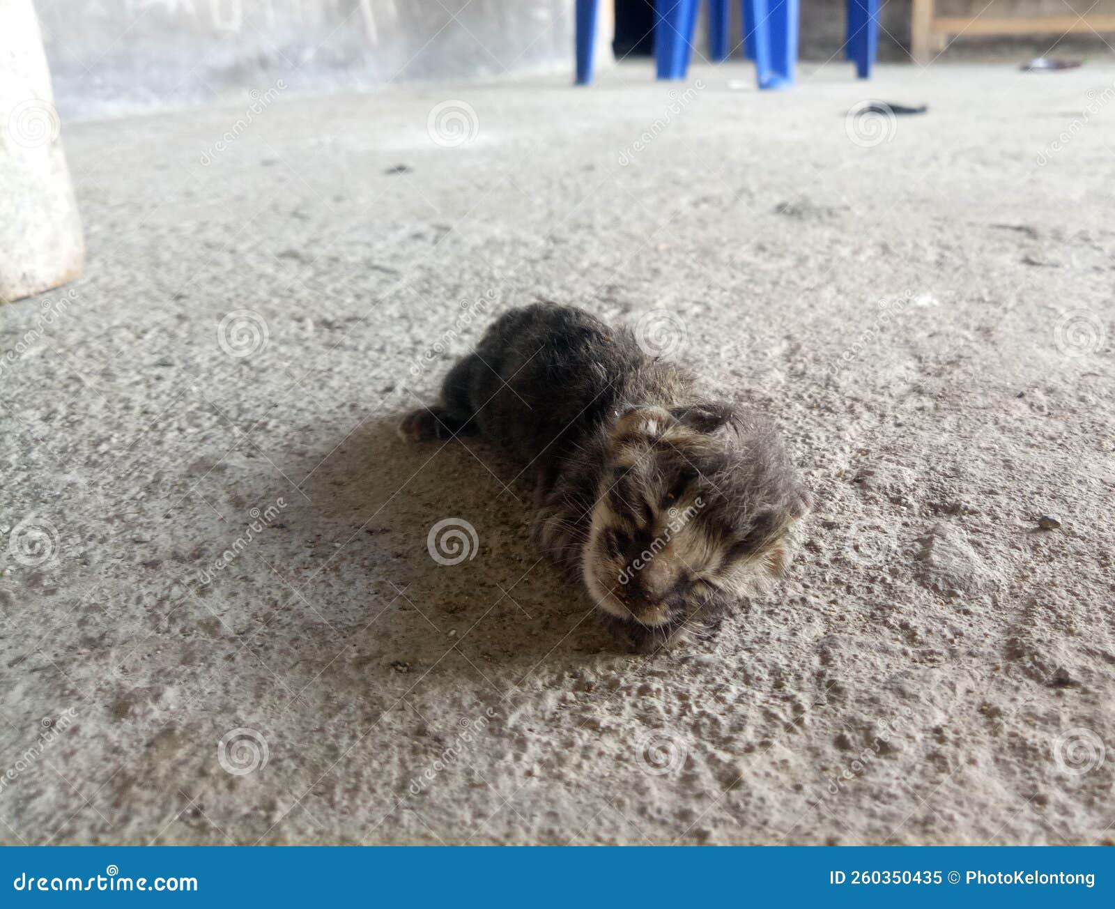 Newborn Cat. Baby Cat Trying To Learn To Walk Stock Image - Image of ...