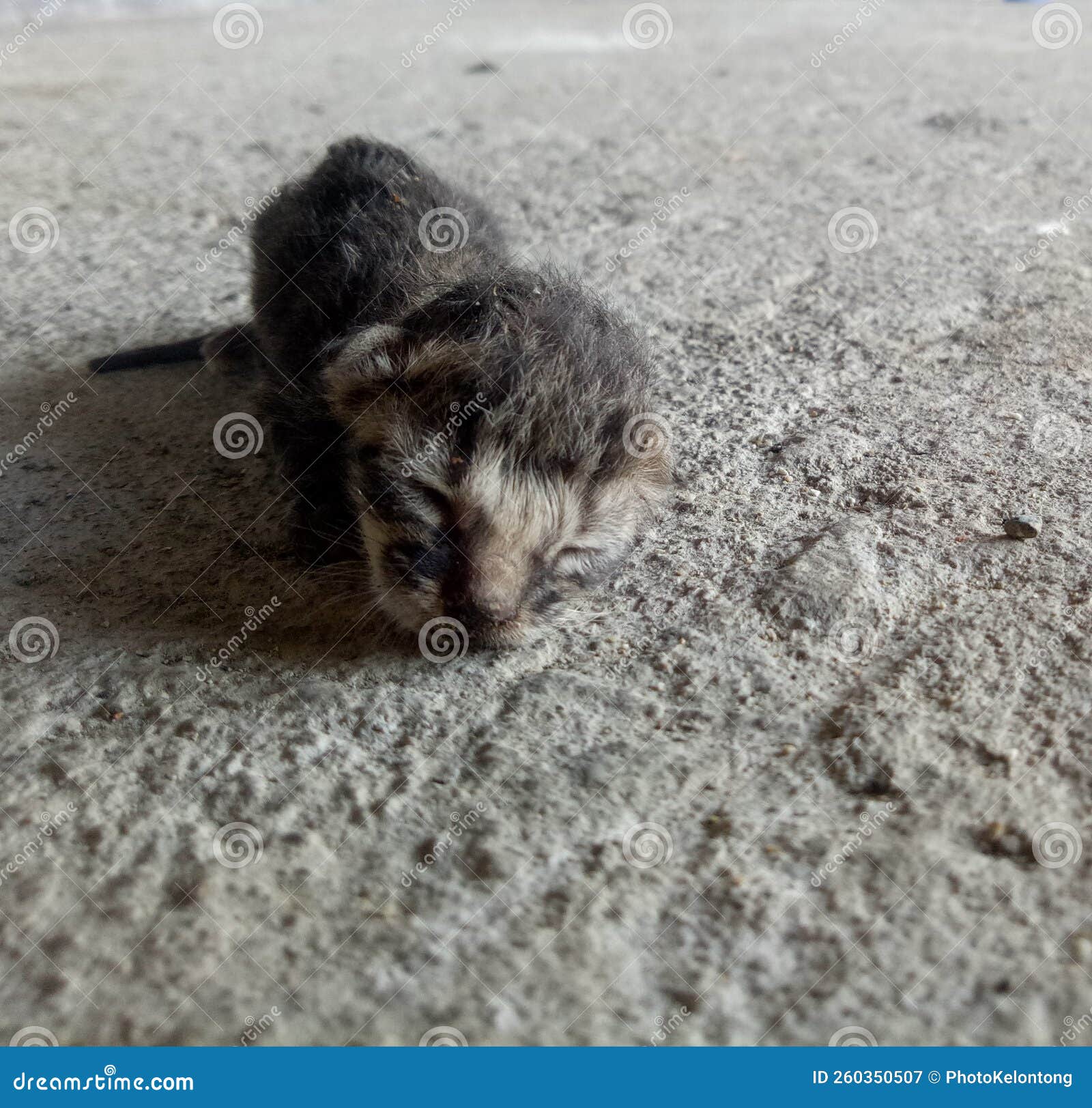 Newborn Cat. Baby Cat Trying To Learn To Walk Stock Image - Image of ...