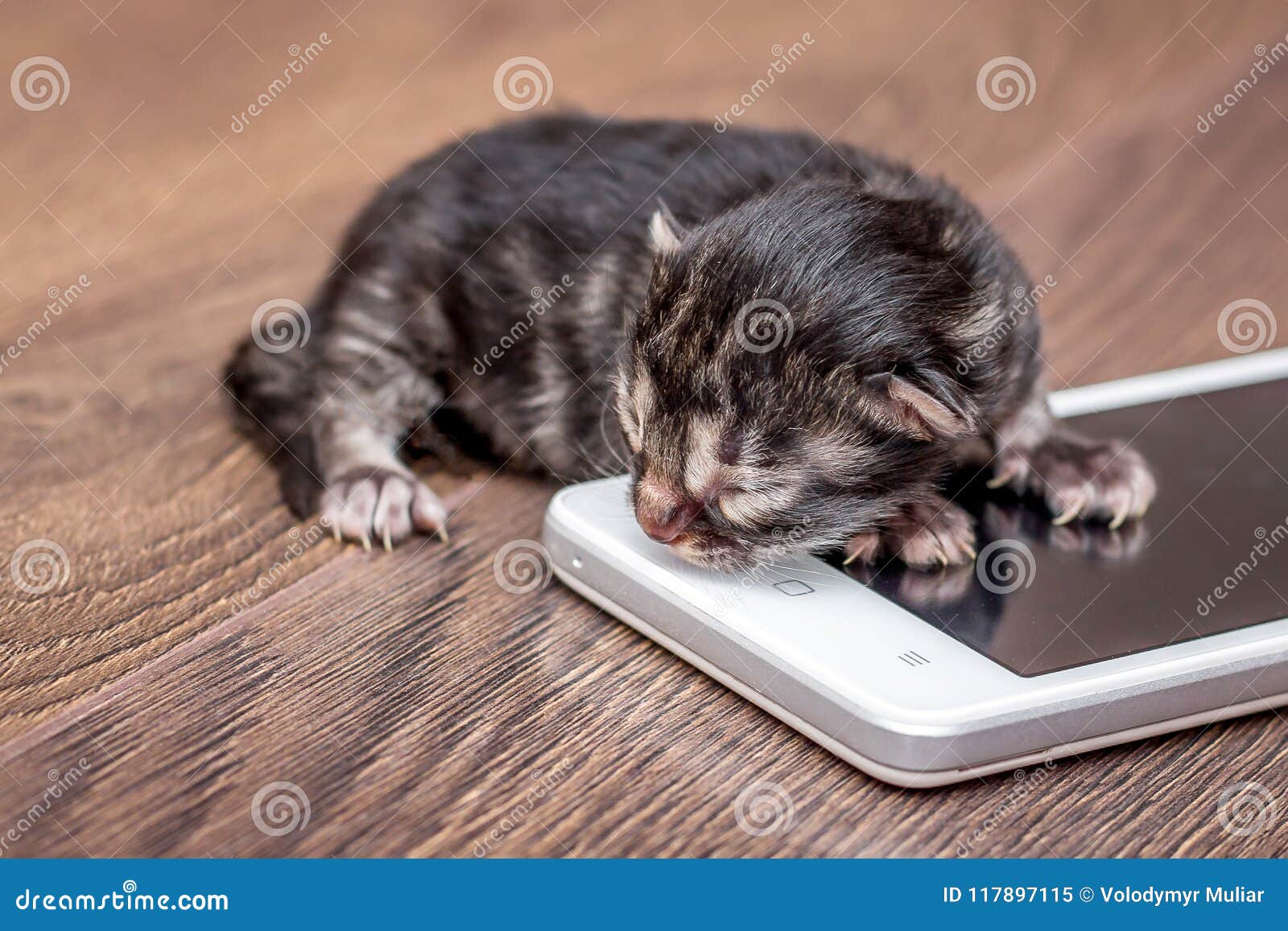 Newborn Cat Near Mobile Phone. Modern Technologies for Children Stock ...