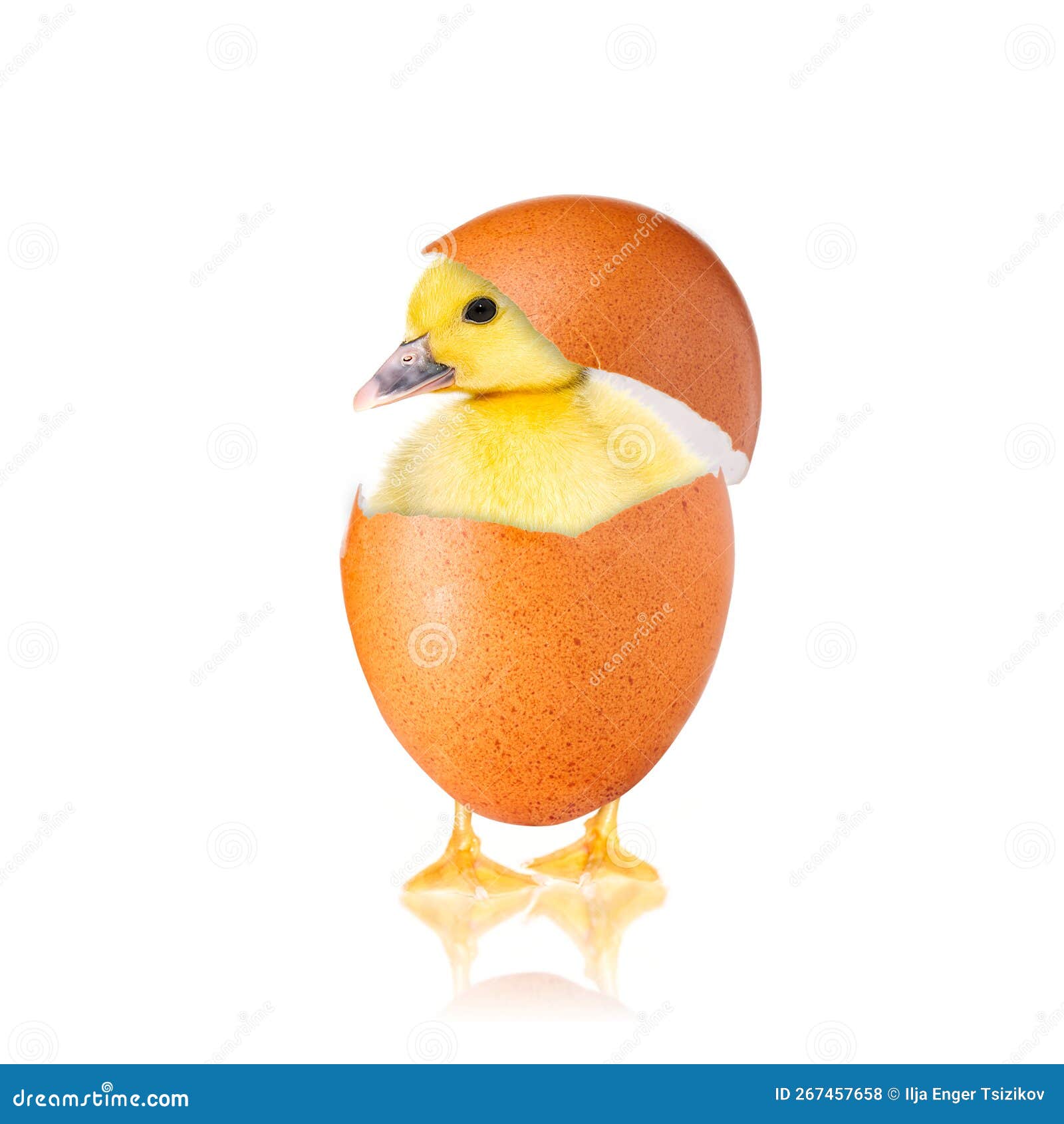 Newborn Chick with Broken Egg Shell. Eggshell and Newborn Duckling ...