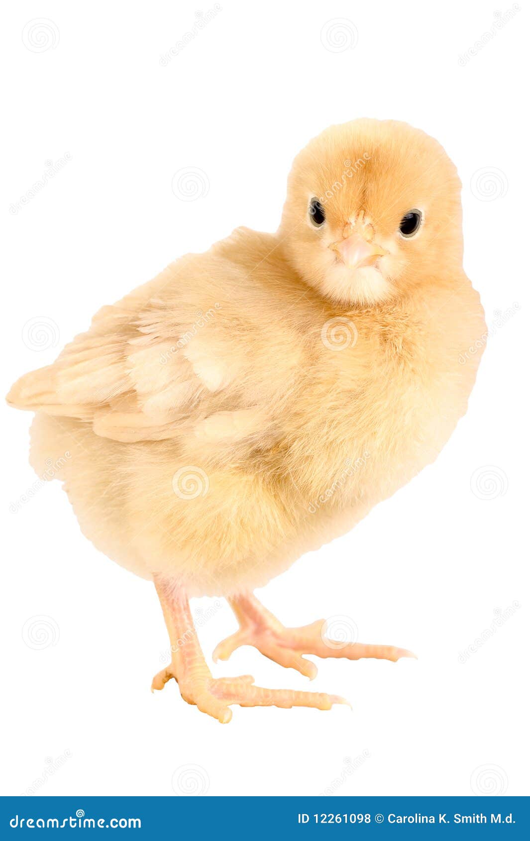 Buff Orpington Baby Chick Standing Up While Sleeping Stock Photography ...