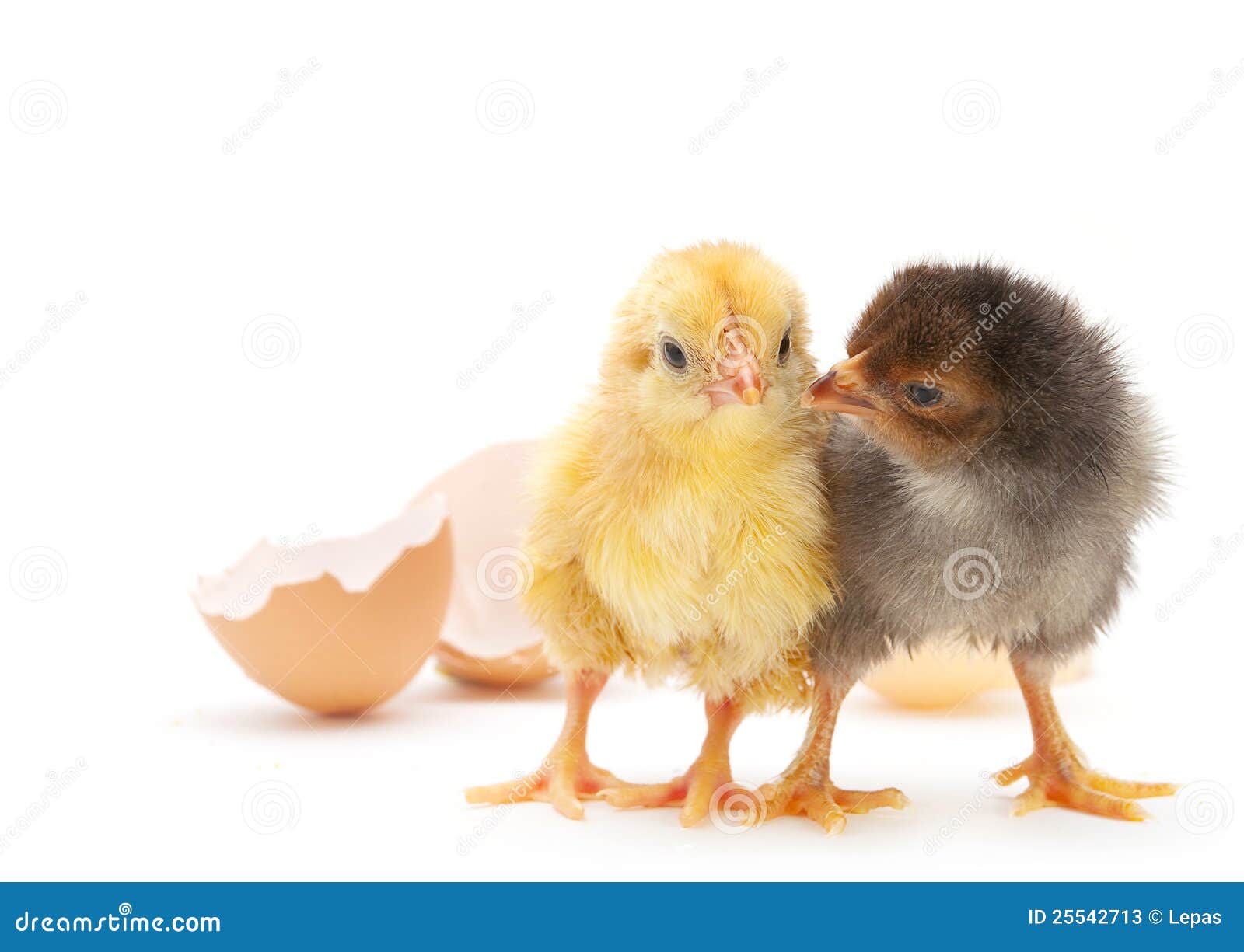 Newborn chicken stock image. Image of fledgling, bird - 25542713