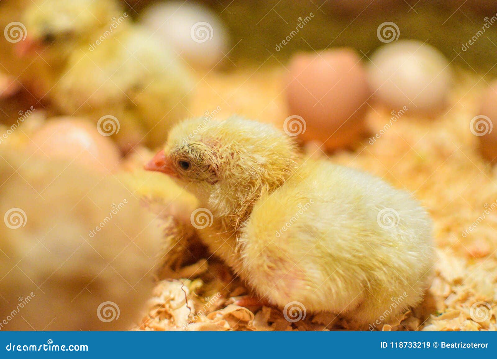 Newborn chicken stock image. Image of nature, beak, small - 118733219