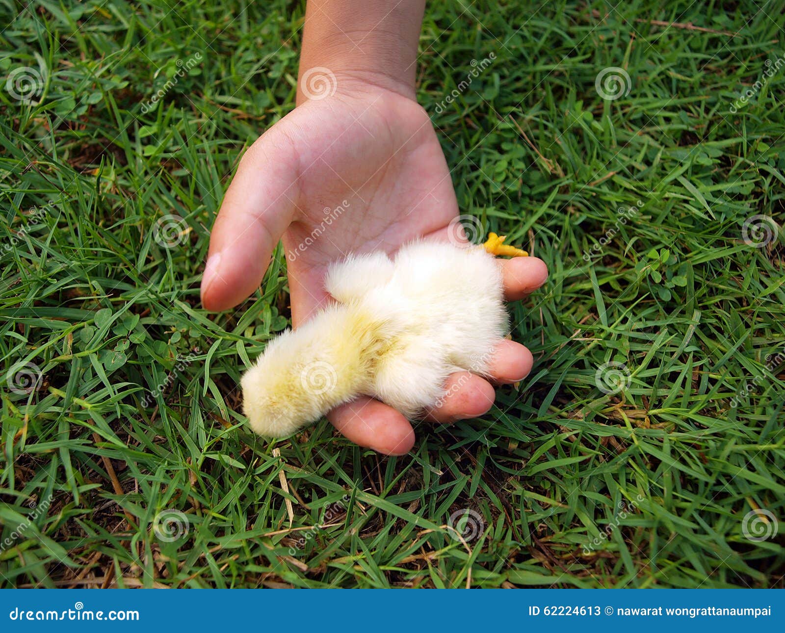 Newborn Chicken in Hand of Kid Stock Image - Image of yellow, farewell ...
