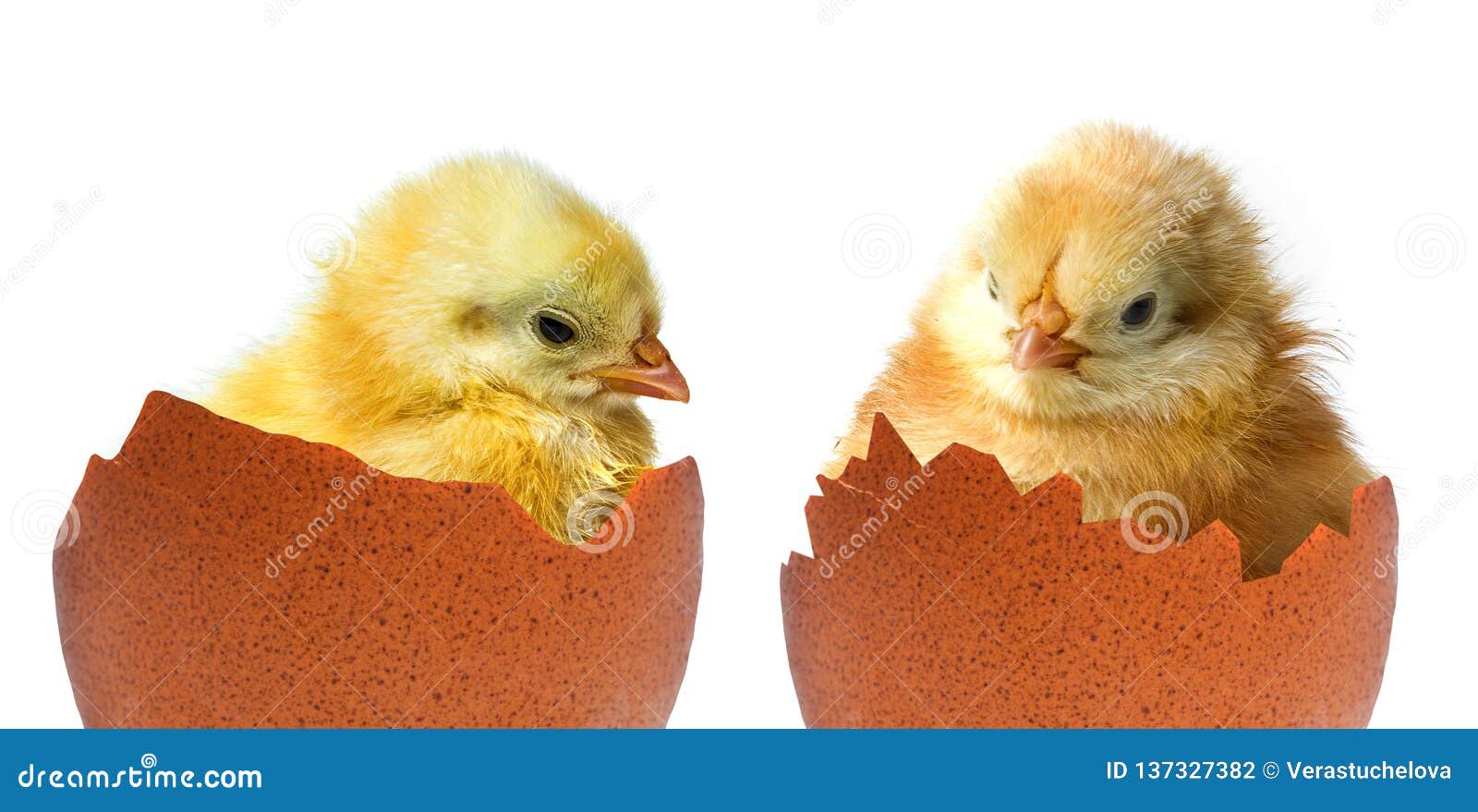 A newborn chicken stock photo. Image of newborn, brown - 137327382