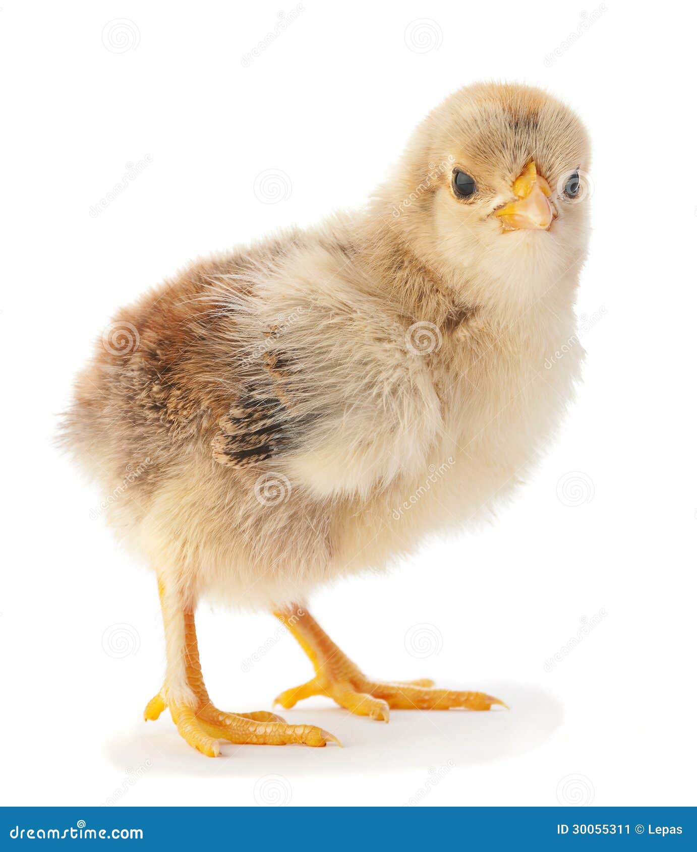 Newborn chicken stock image. Image of young, small, tiny - 30055311