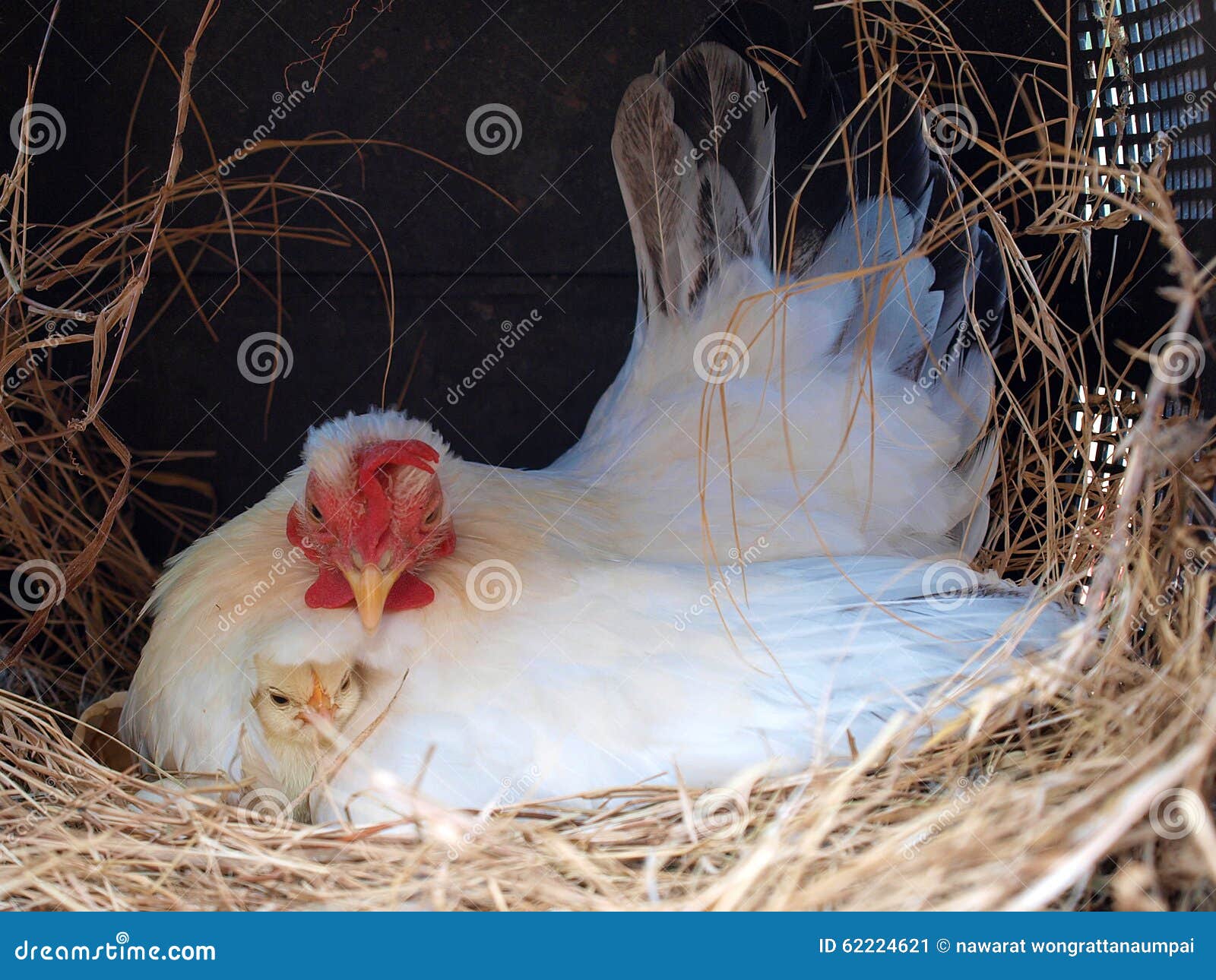 Newborn Chicken Rest with Mom Stock Image - Image of newborn, happy ...