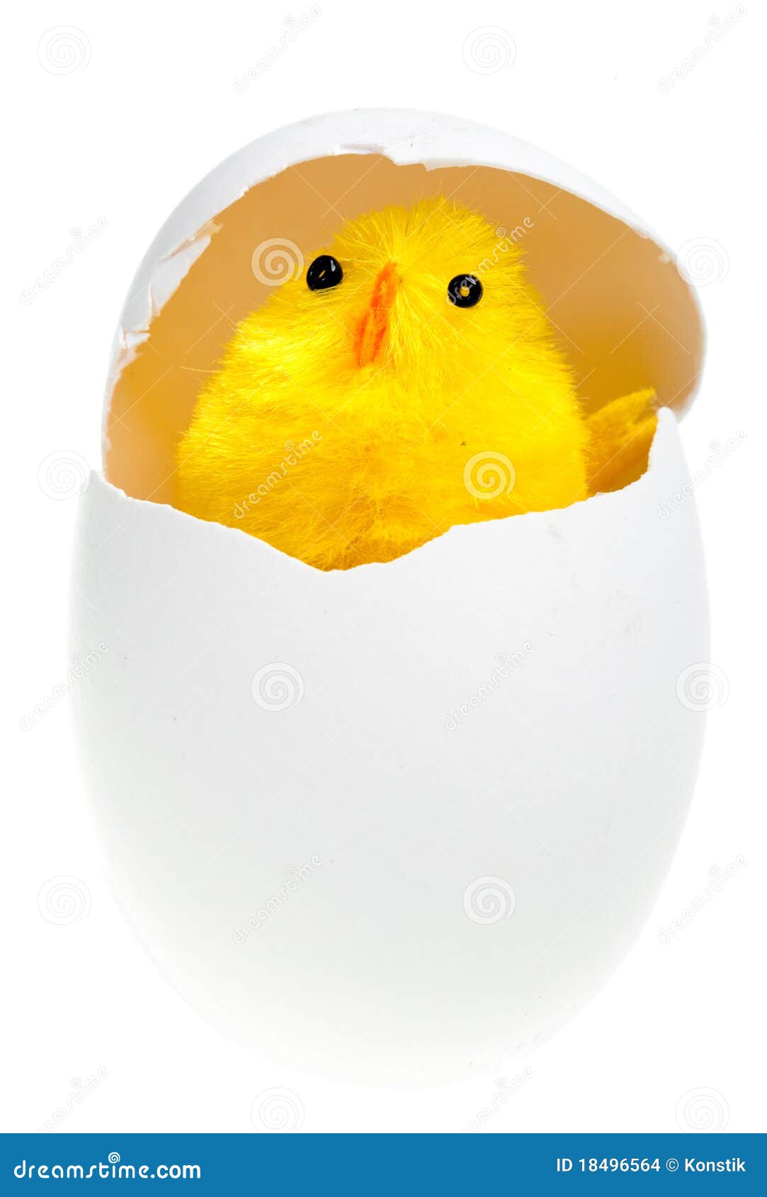 Newborn Chicken in Shell of Egg Stock Photo - Image of little, spring ...
