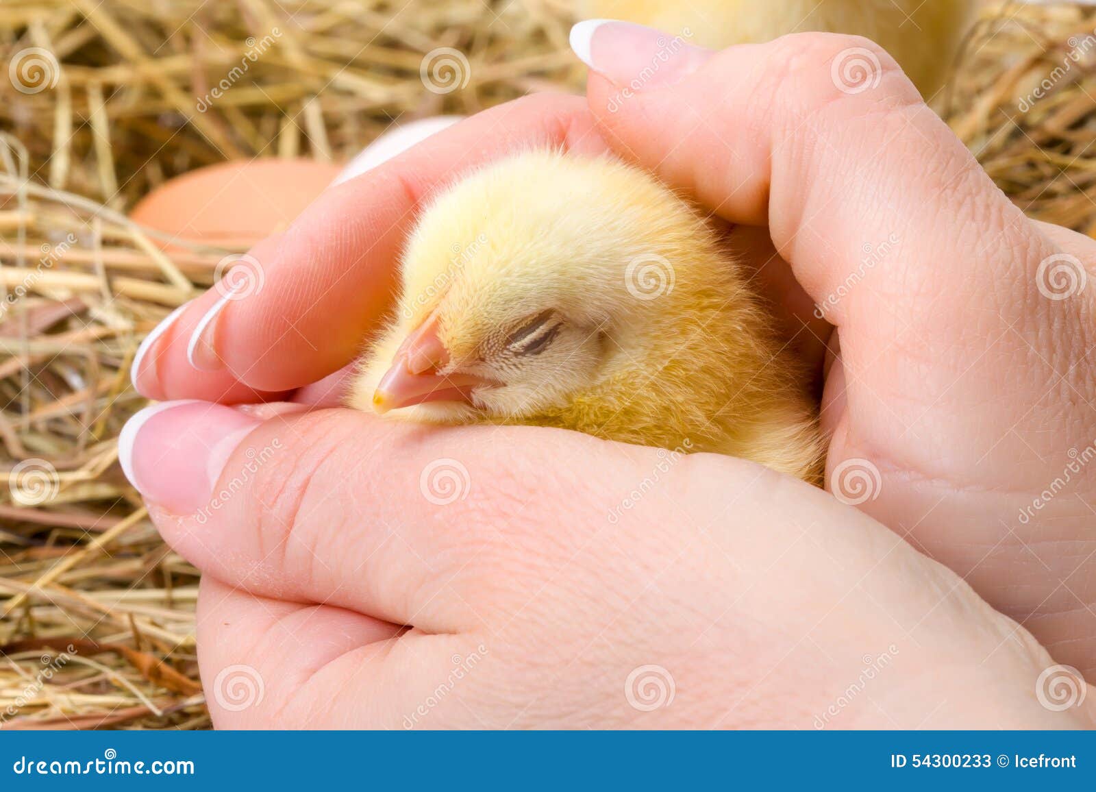 Newborn Chicken Sleeping in Human Hand Stock Image - Image of animal ...