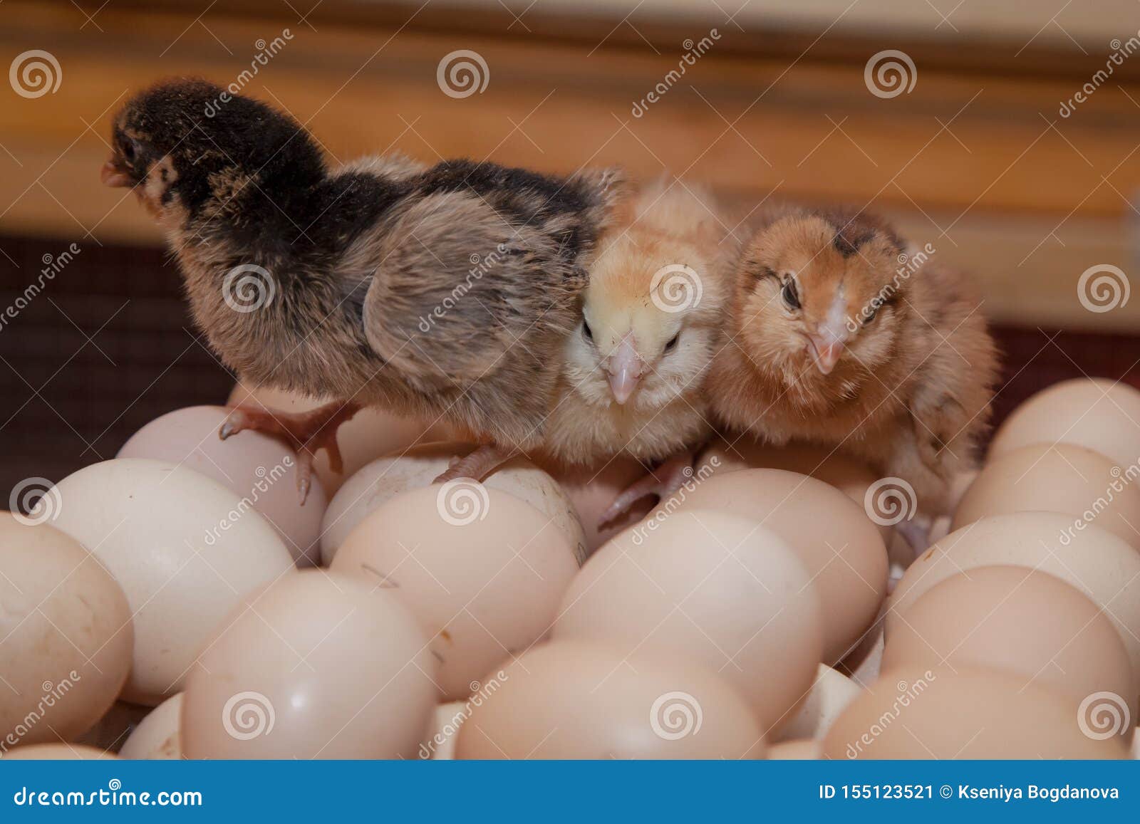 The Hen Is Sitting On The Eggs, Egg Breeding Hen, Reproduction Of Eggs ...