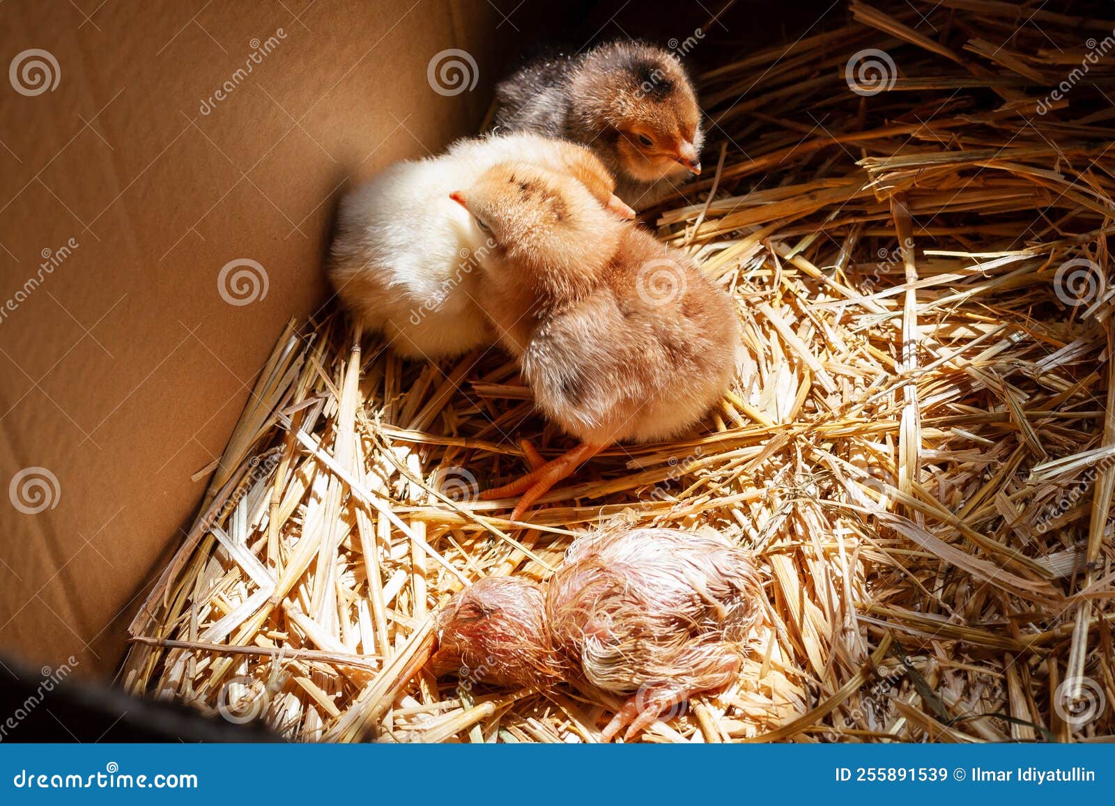 Newborn Chickens. There are Four Newborn Chicks in the Nest Stock Image ...