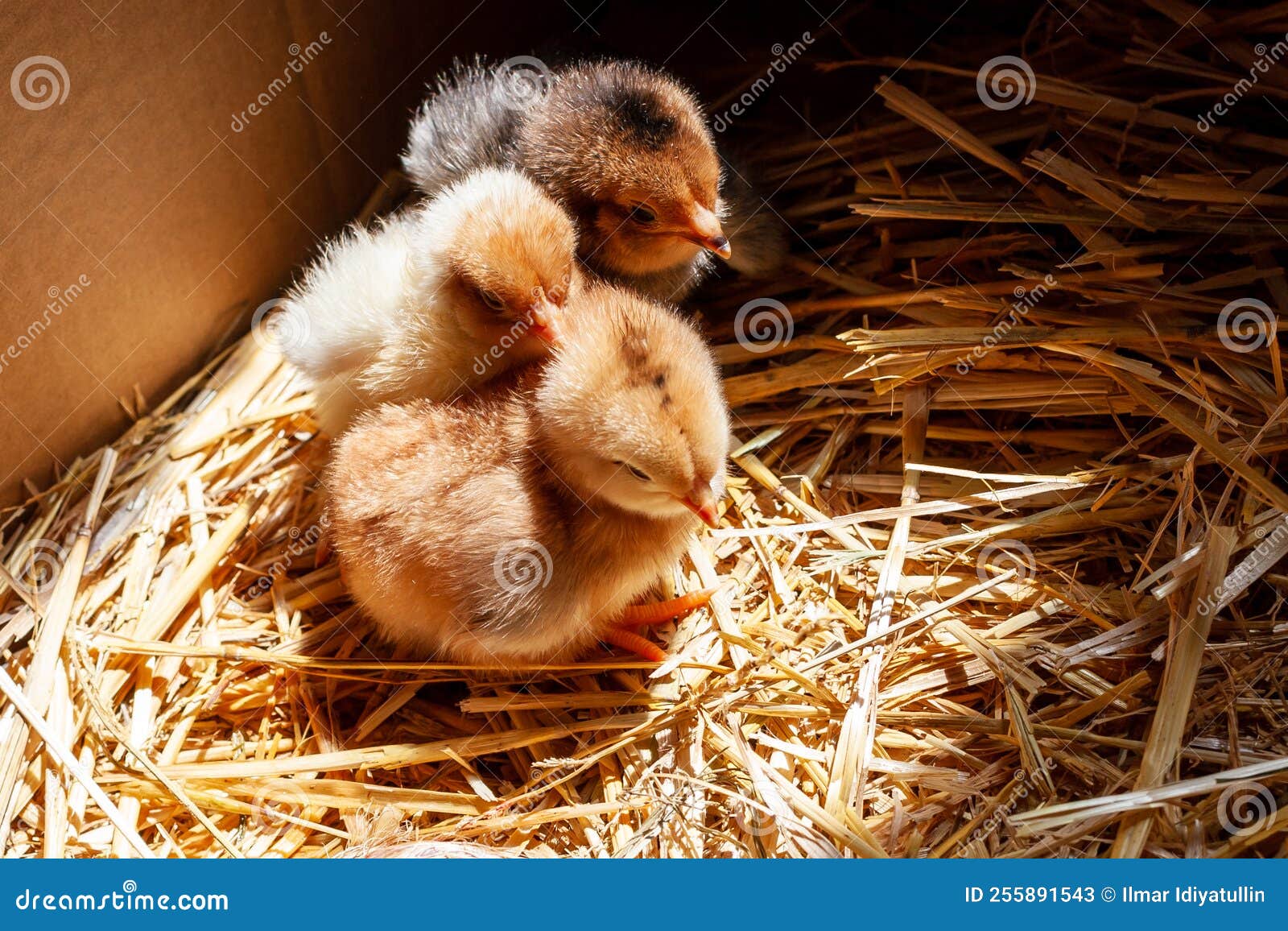 Newborn Chickens. Three Newborn Chicks Huddle in the Nest Stock Image ...