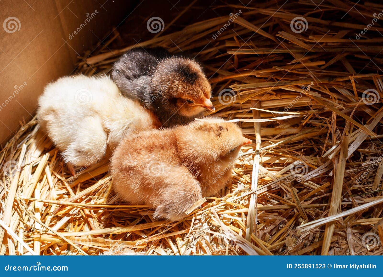 Newborn Chickens. Three Fluffy Chickens Huddled Together Stock Image ...