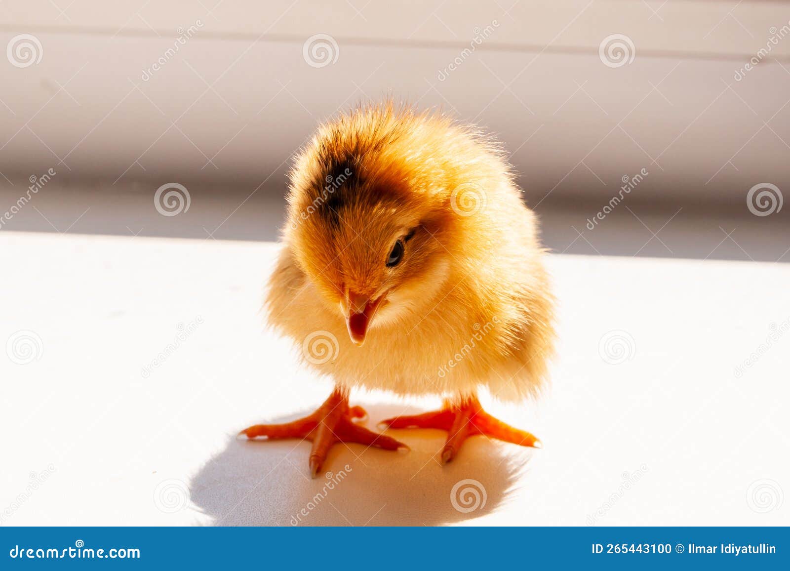 Newborn Chicks. Newborn Chicken on the Windowsill. Embarrassed Newborn ...