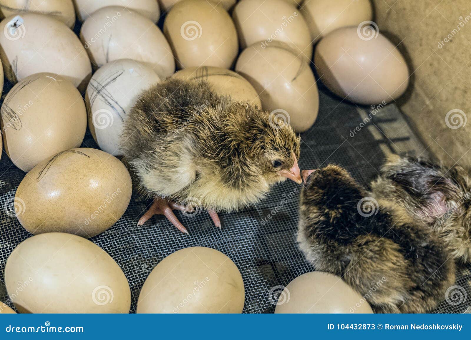 Newborn Chicks in an Farm Incubator Stock Image - Image of farm ...