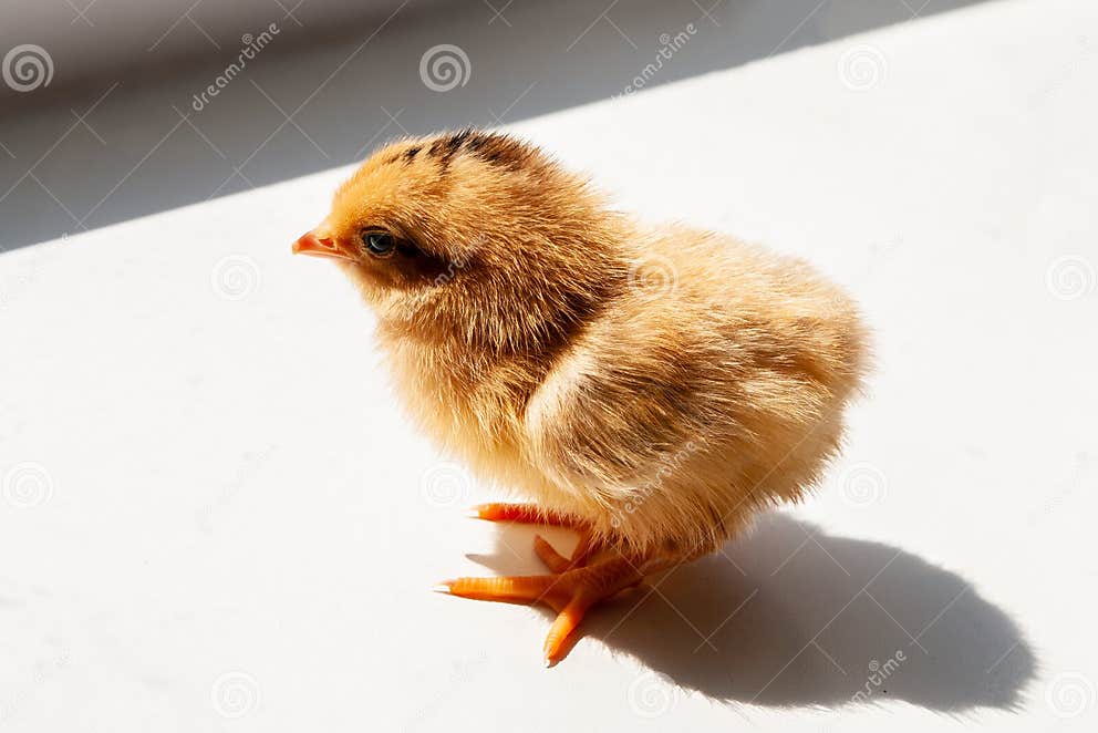 Newborn Chicks. the First Steps of a Newborn Chicken on the Windowsill ...