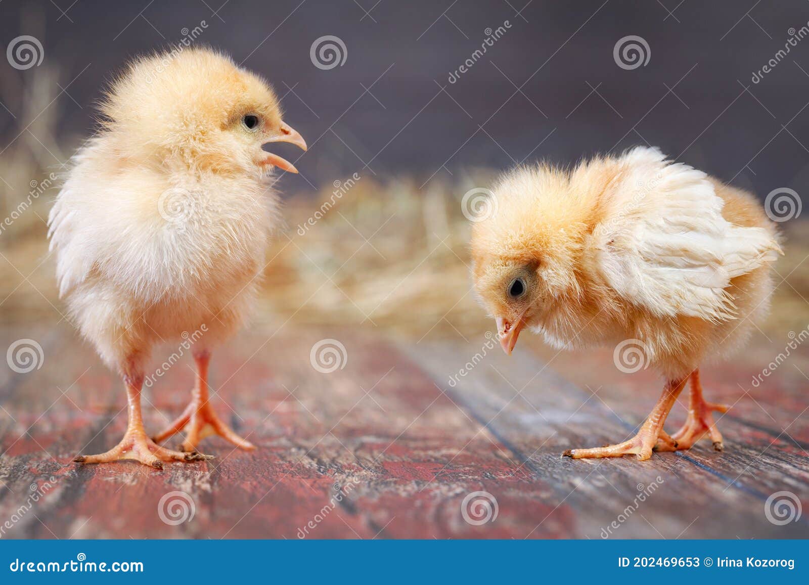 Orange Chicks in Different Poses Stock Image - Image of chicks ...