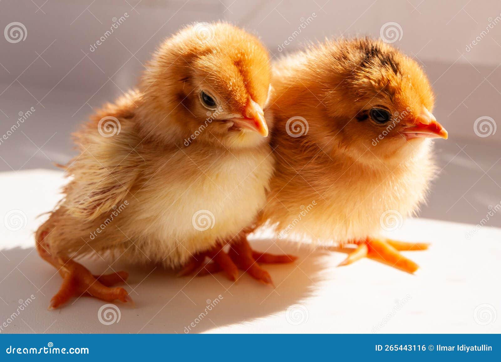 Newborn Chicks. Two Newborn Chicks Close Up Stock Photo - Image of ...