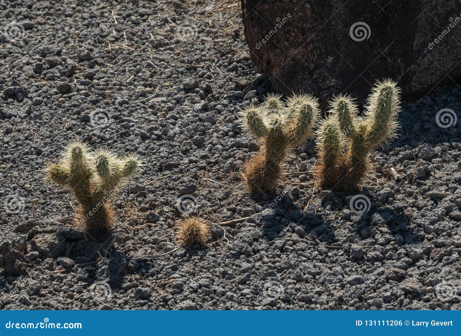 Newborn Cholla cactus stock photo. Image of arizona - 131111206