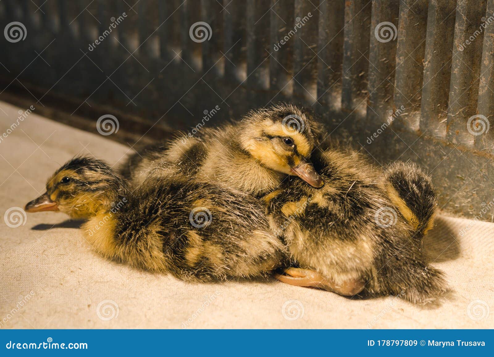 Newborn Colored Ducklings Dry in a Brooder Under a Lamp Stock Image ...