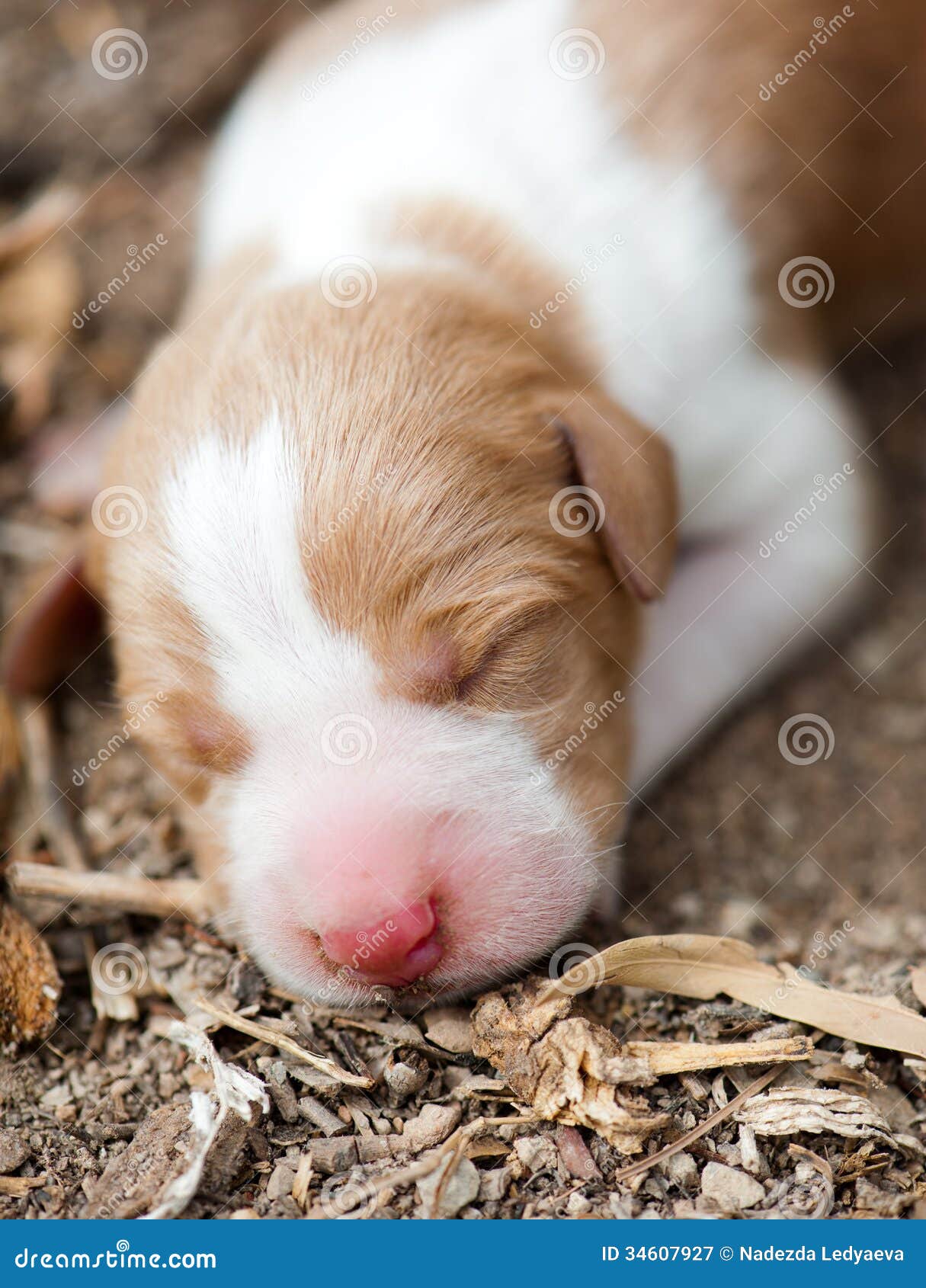Newborn dog stock image. Image of cute, puppy, little - 34607927