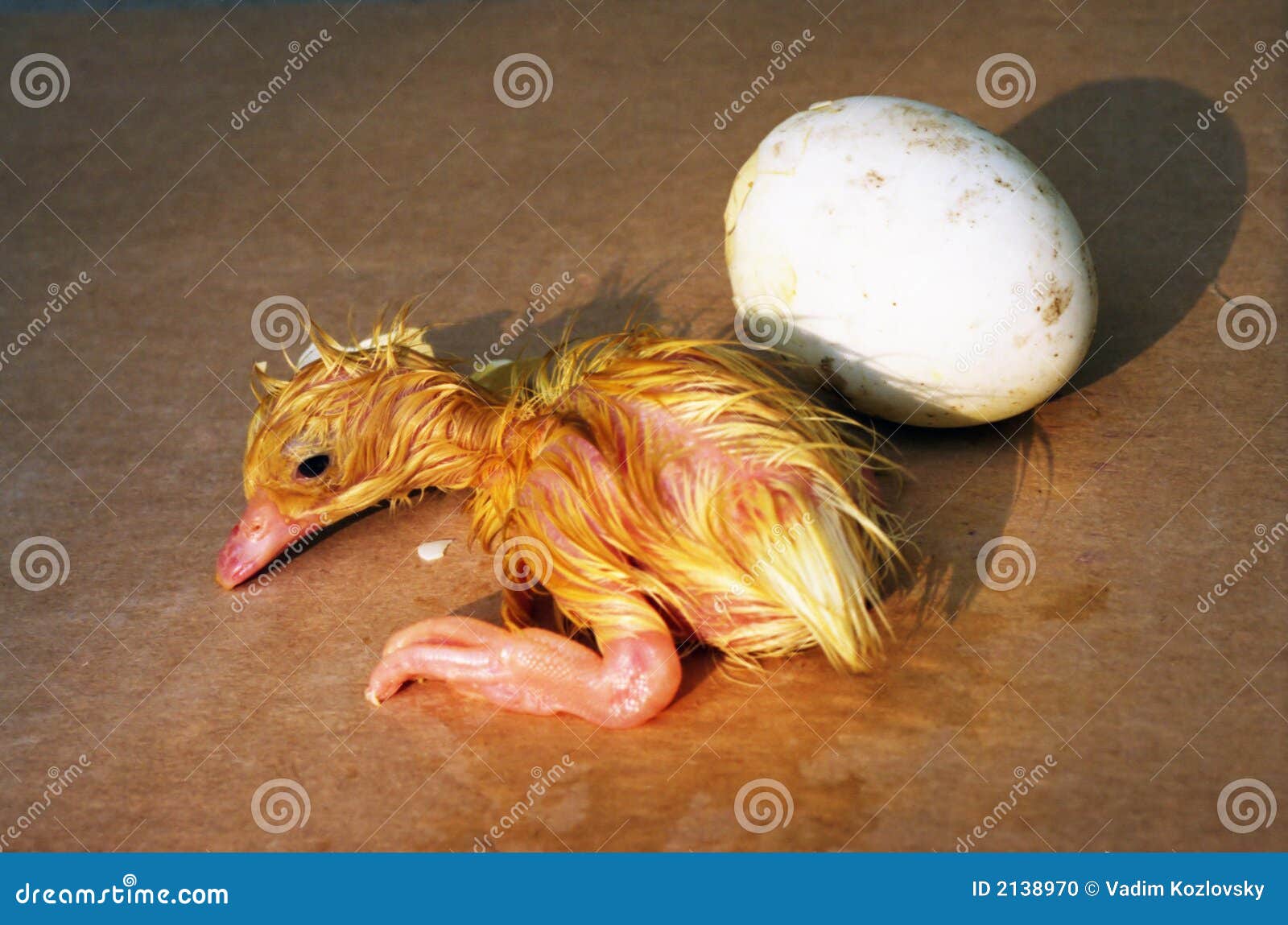 Newborn duck stock photo. Image of cute, born, holiday - 2138970