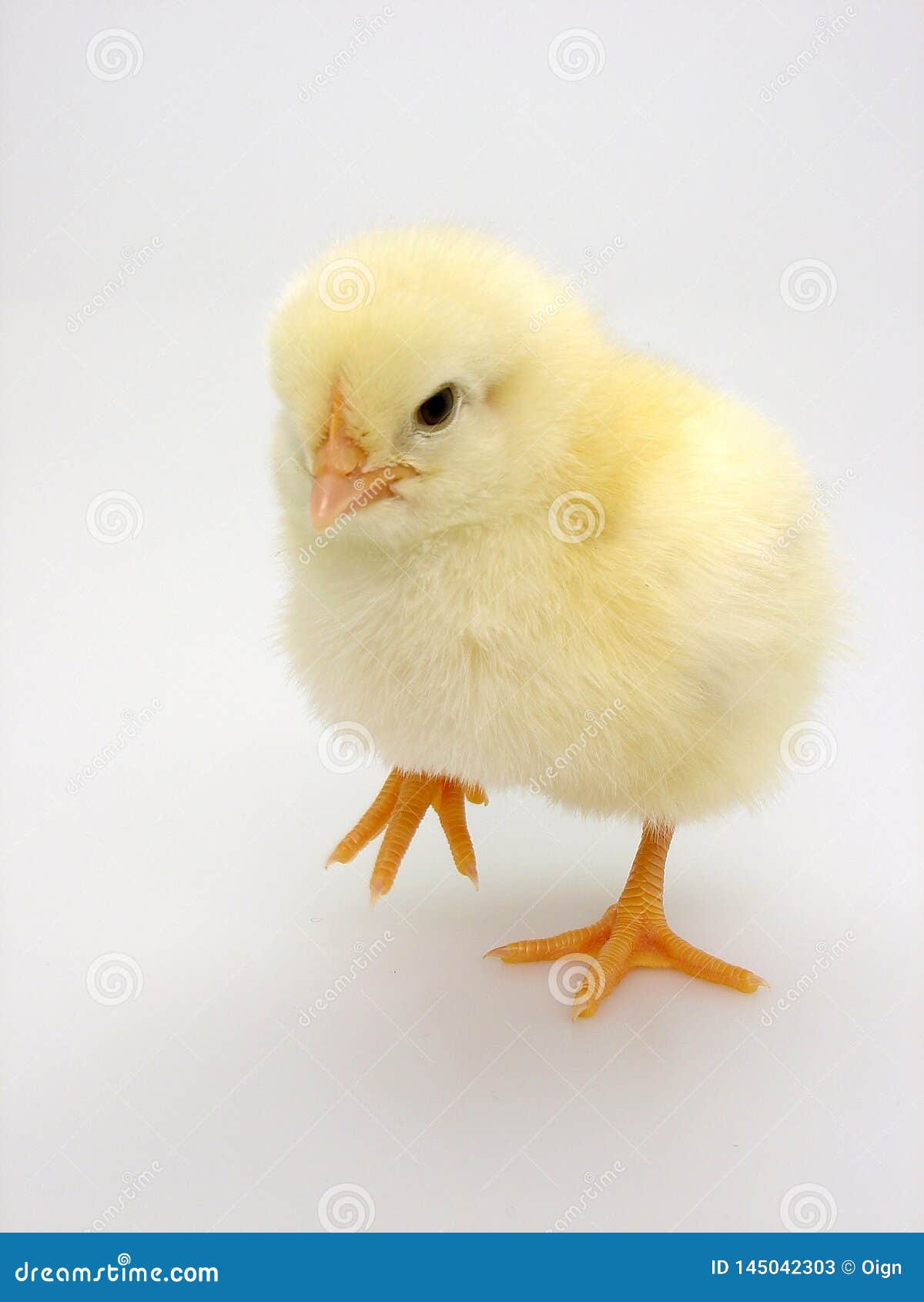 Chick on a White Background Stock Image - Image of fluffy, little ...
