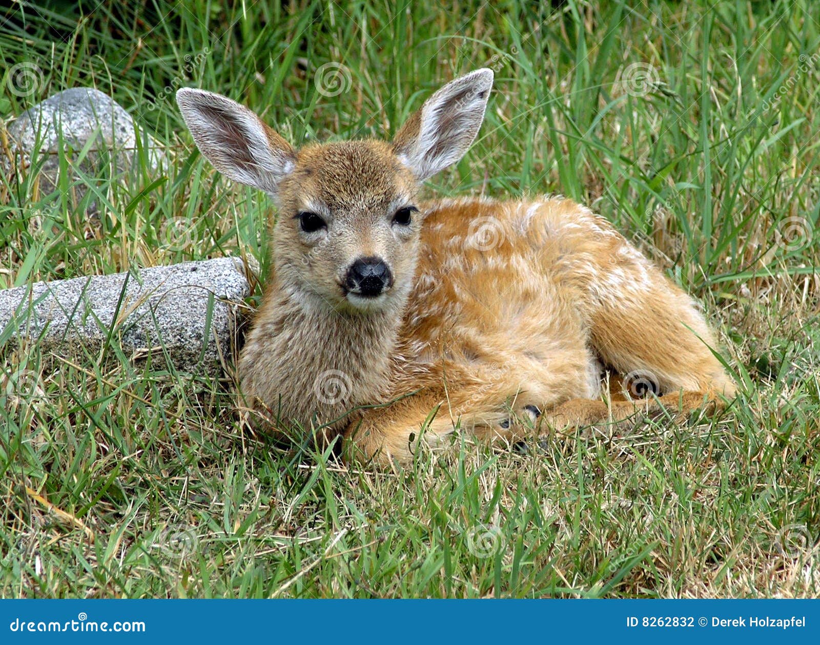 Newborn Fawn stock photo. Image of baby, born, newborn - 8262832