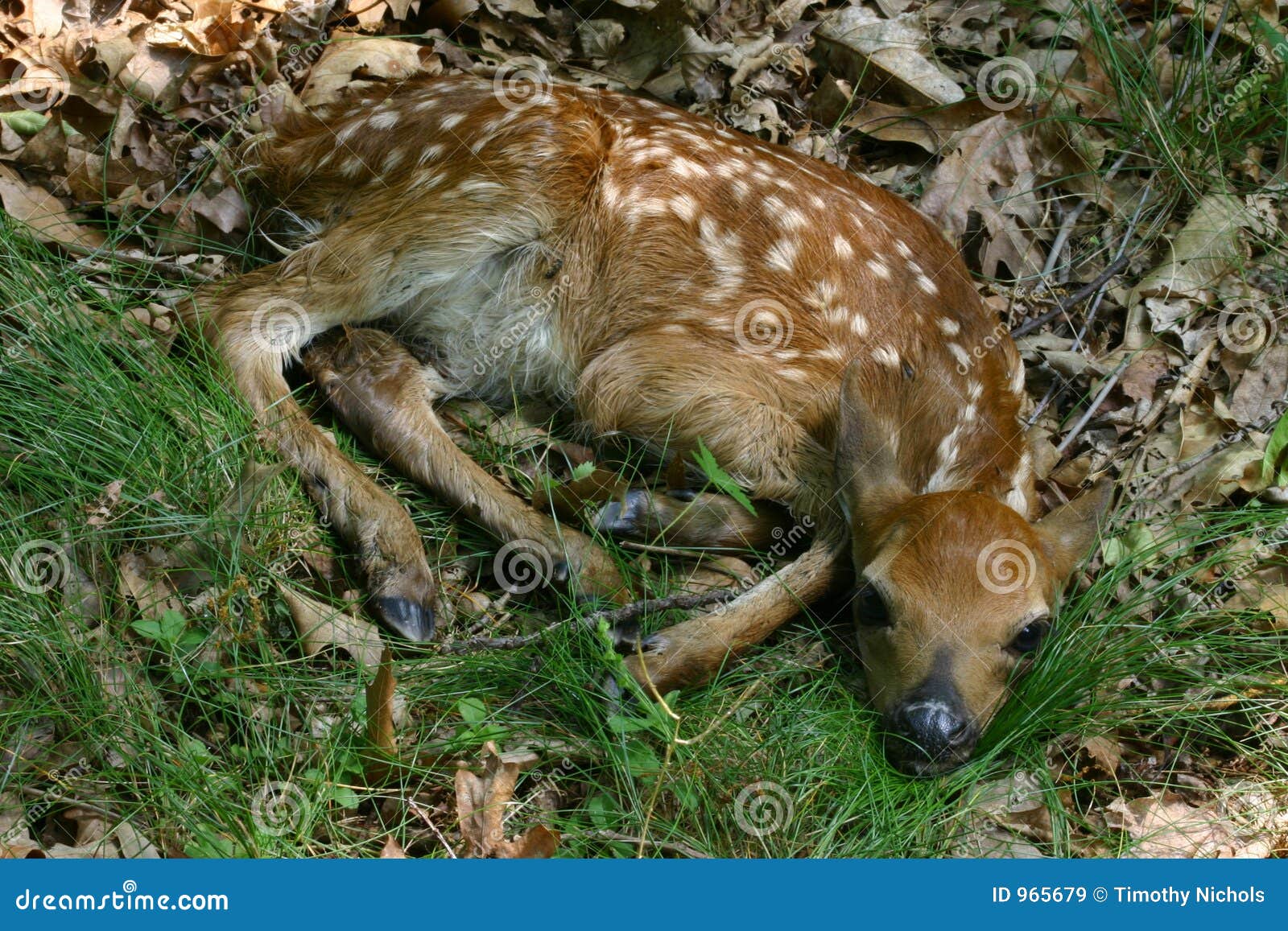 Newborn Fawn stock image. Image of calm, woods, ground - 965679