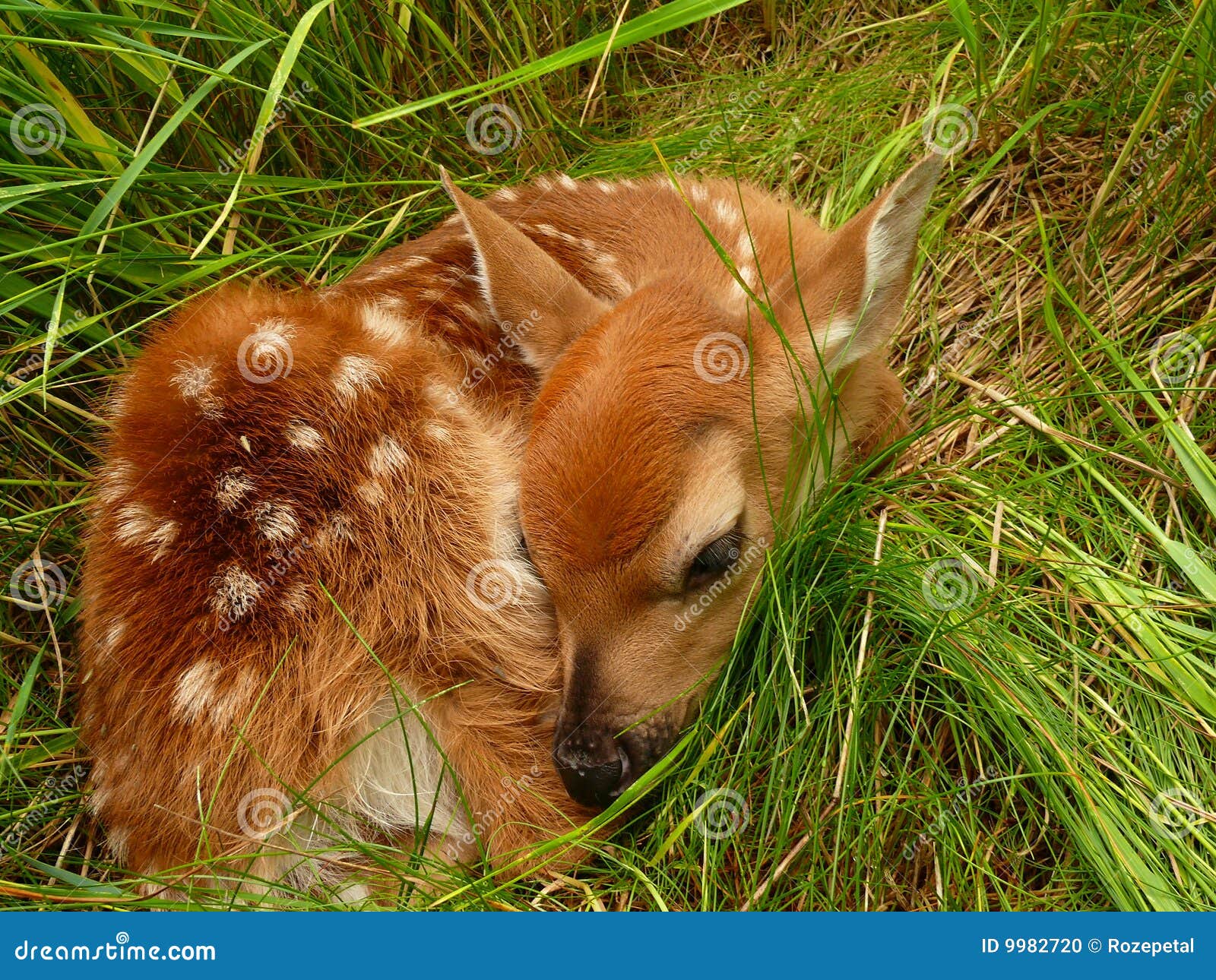 Newborn fawn stock photo. Image of mother, newborn, hiding - 9982720