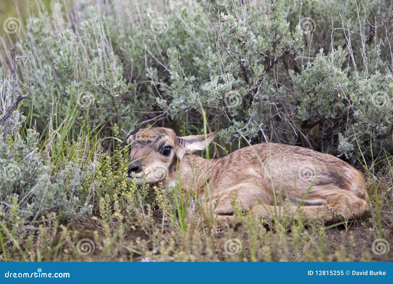 Newborn Fawn Pronghorn Antelope Baby Sagebrush Stock Image - Image of ...