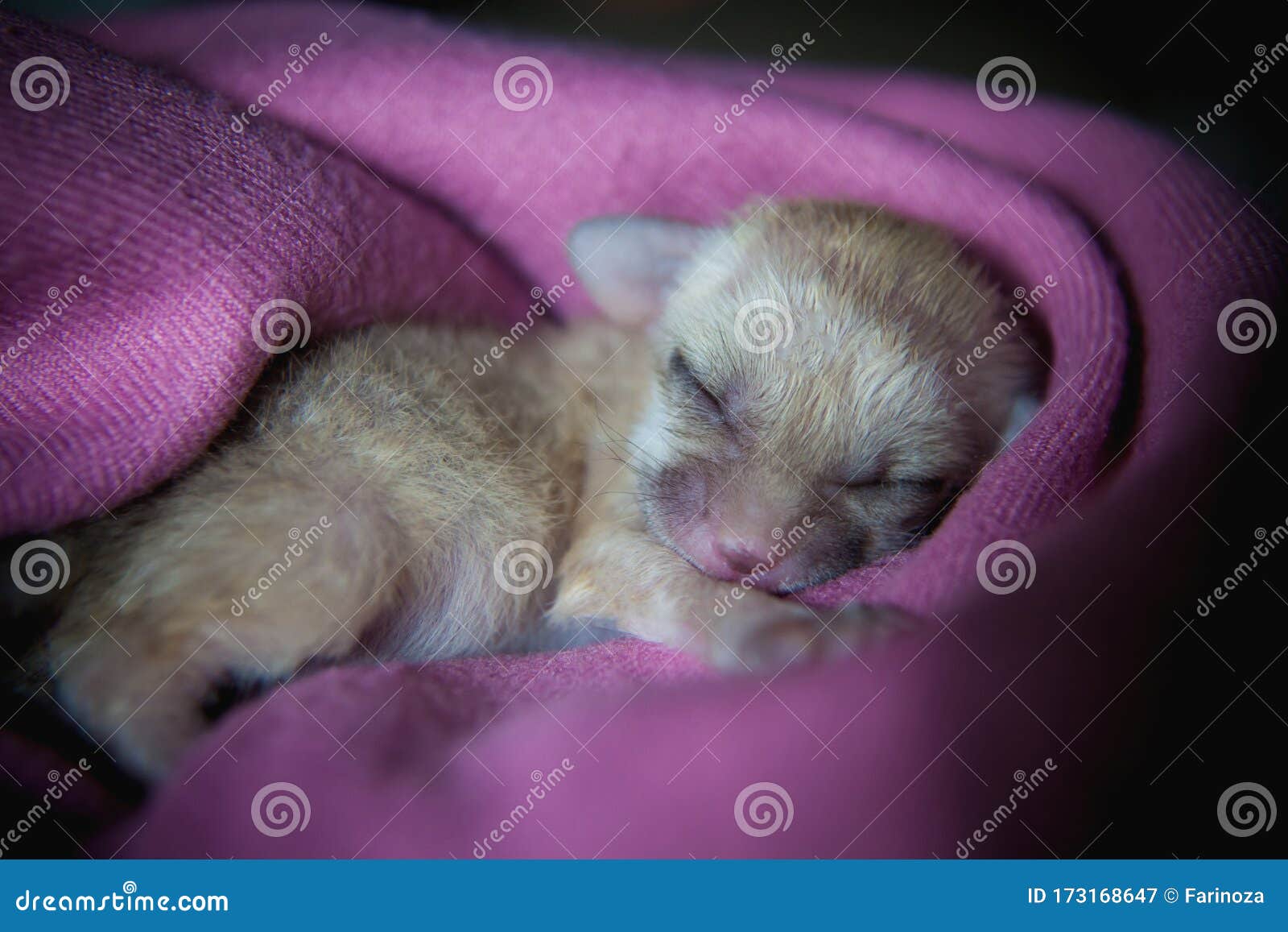 Newborn Fennec Fox Cub on Hand, 2 Weeks Old Stock Image - Image of ...