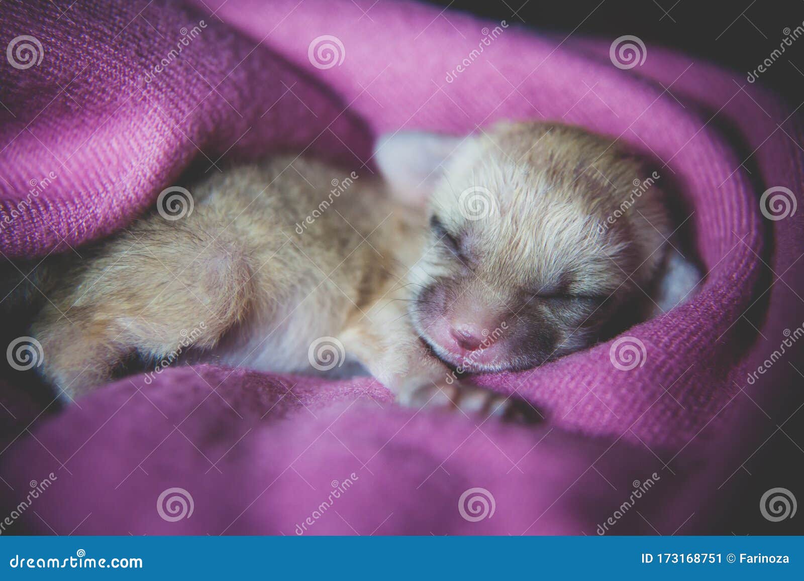 Newborn Fennec Fox Cub on Hand, 2 Weeks Old Stock Image - Image of ...