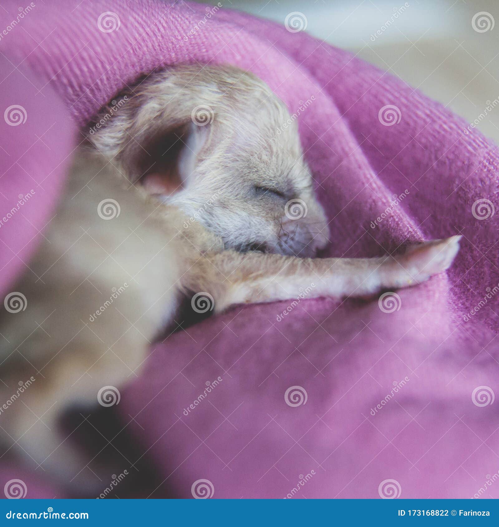 Newborn Fennec Fox Cub on Hand, 2 Weeks Old Stock Photo - Image of baby ...