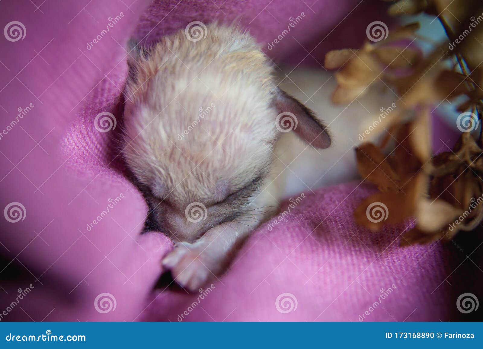 Newborn Fennec Fox Cub on Hand, 2 Weeks Old Stock Photo - Image of foxy ...