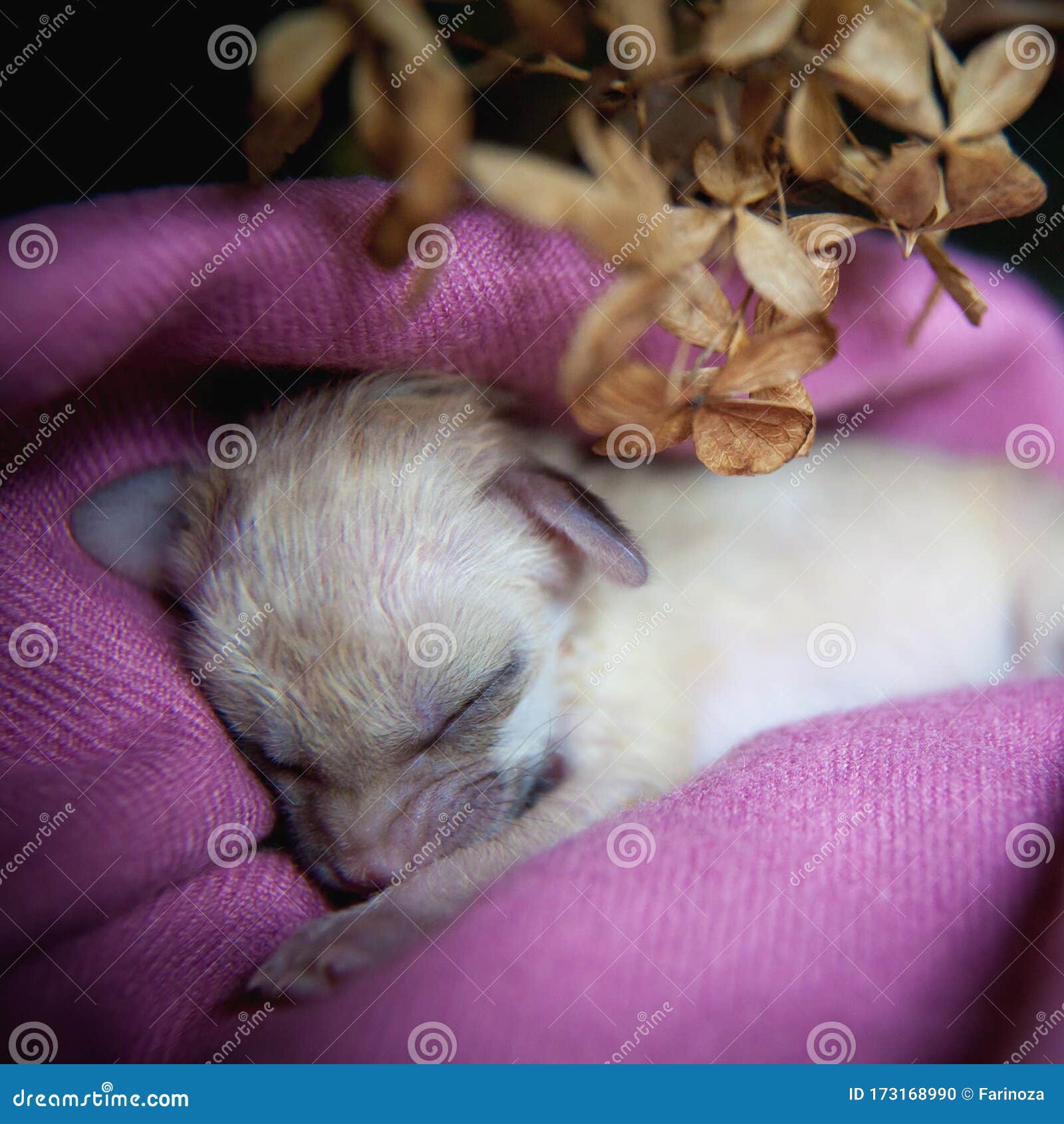 Newborn Fennec Fox Cub on Hand, 2 Weeks Old Stock Photo - Image of ...