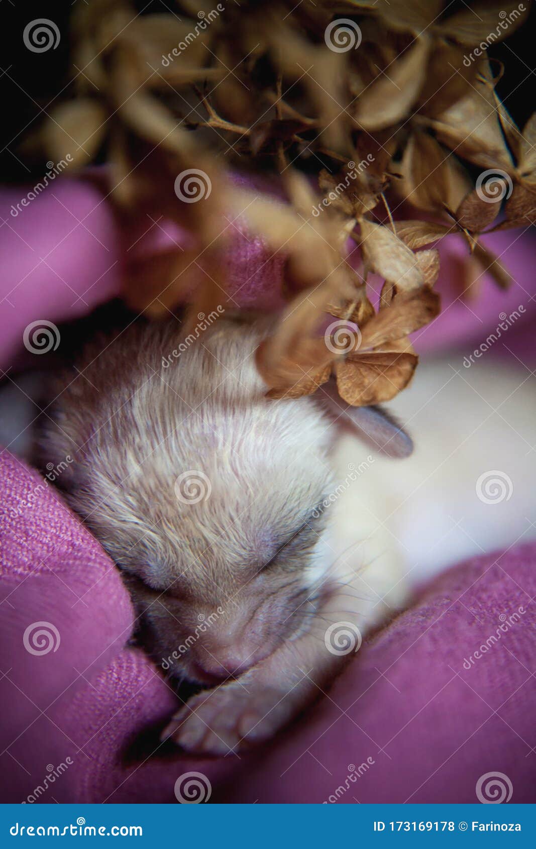 Newborn Fennec Fox Cub on Hand, 2 Weeks Old Stock Photo - Image of ...