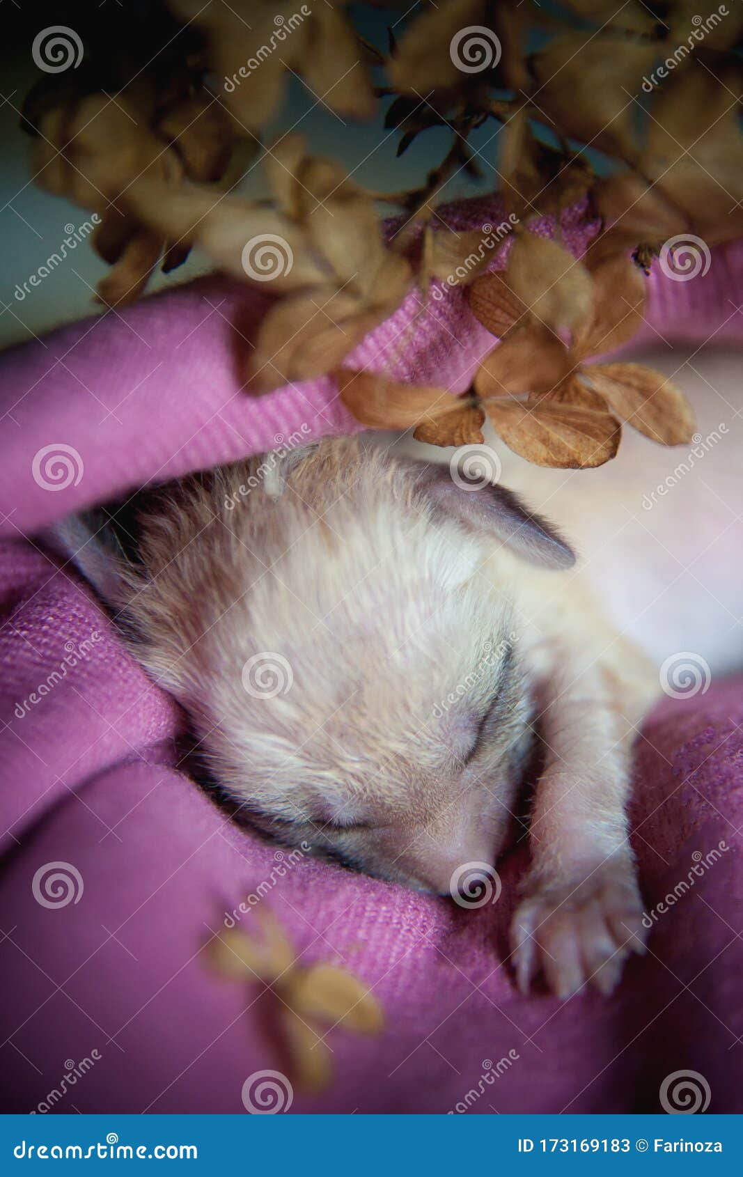 Newborn Fennec Fox Cub on Hand, 2 Weeks Old Stock Image - Image of ...