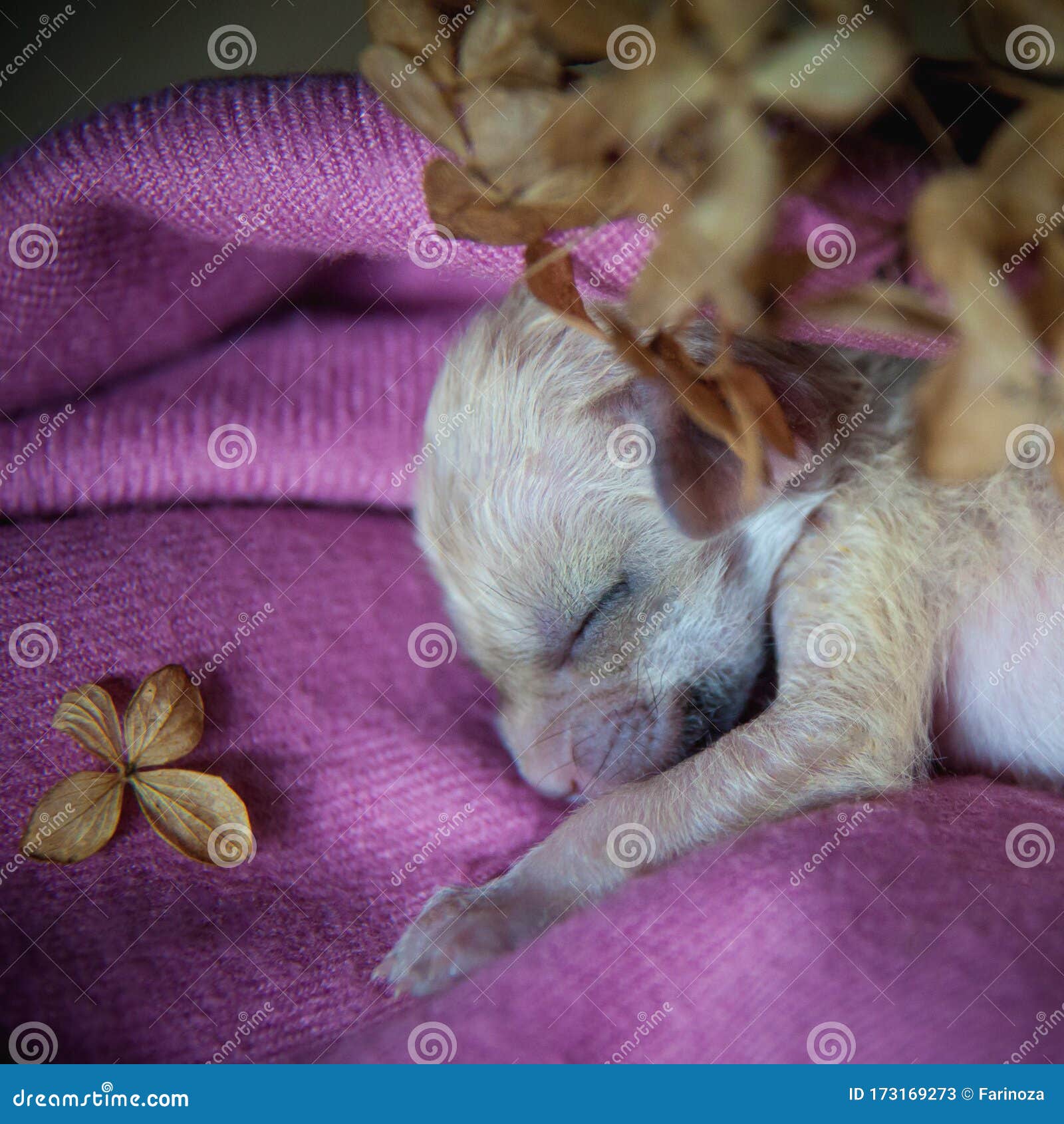 Newborn Fennec Fox Cub on Hand, 2 Weeks Old Stock Image - Image of pink ...